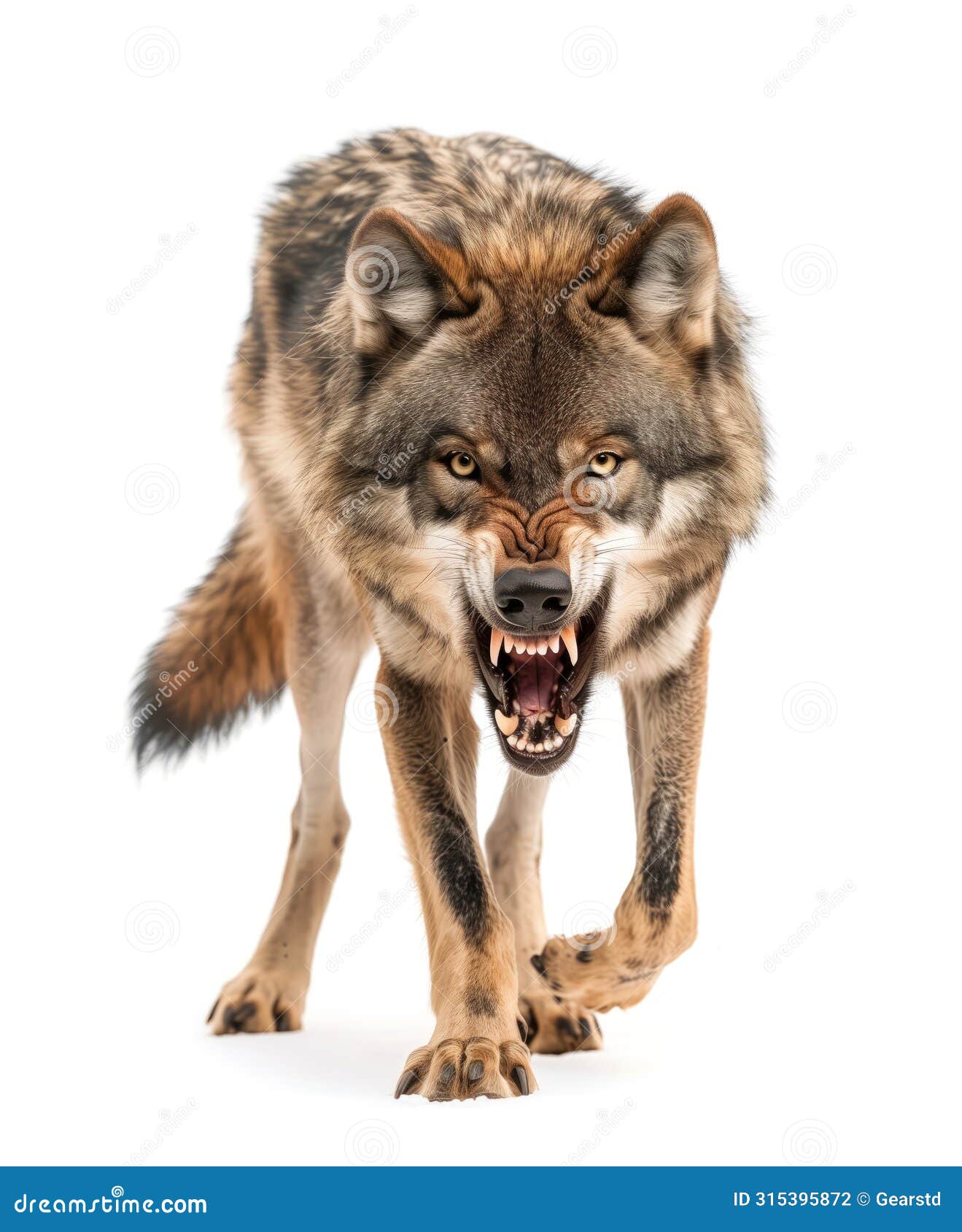Snarling Wolf on a White Background Stock Photo - Image of animal ...