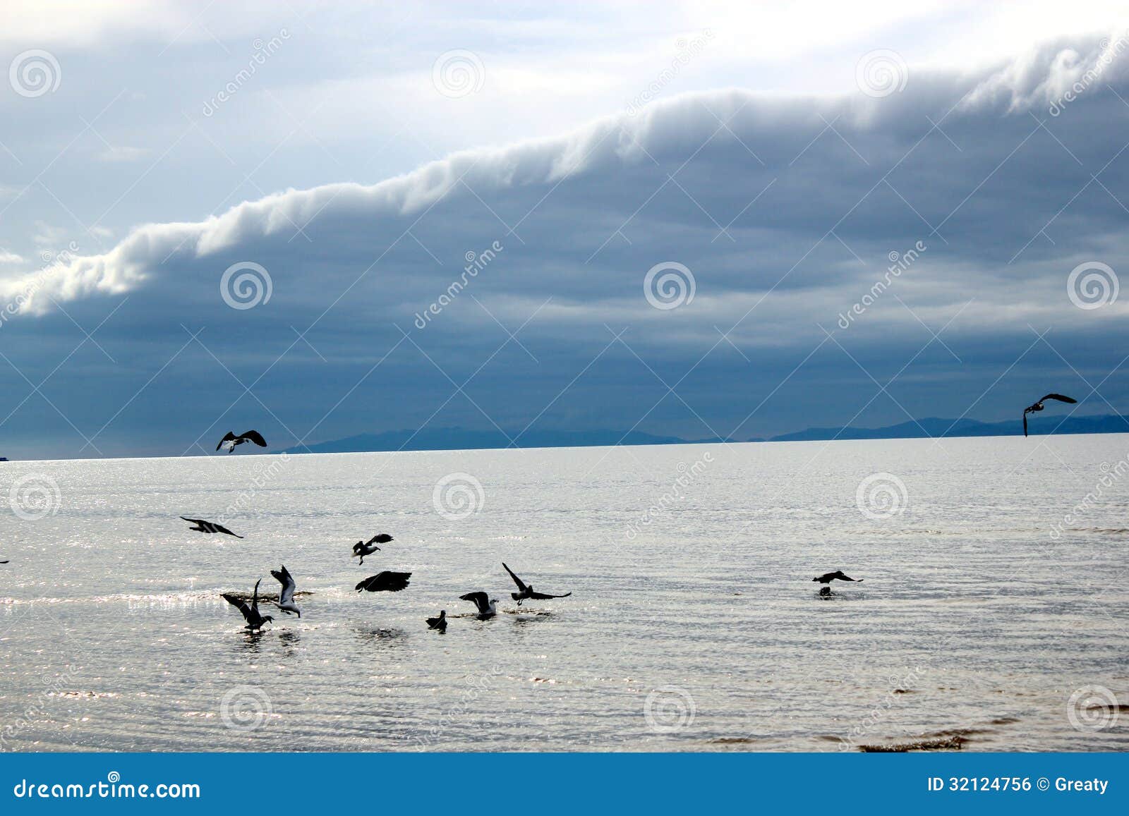 Snatching birds stock photo. Image of snatching, hungry - 32124756
