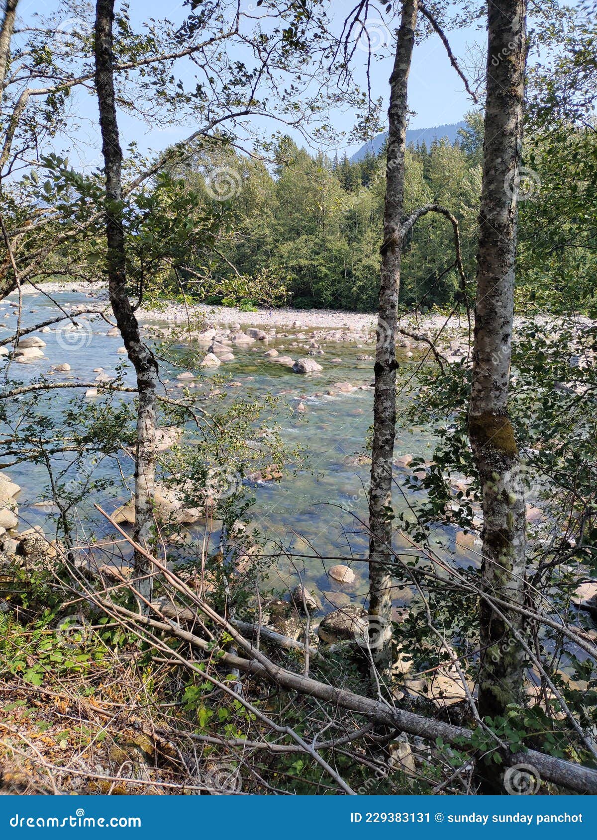 Sneak Peek Stream through Sunny Trees Stock Image - Image of sunny ...