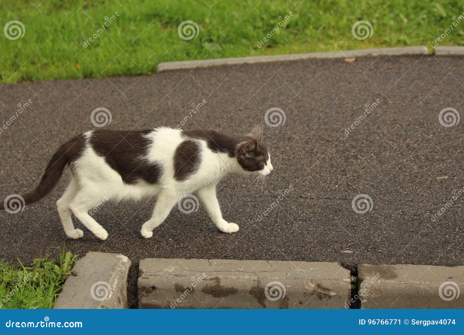 Sneaking cat stock image. Image of muzzle, funny, sneaking - 96766771