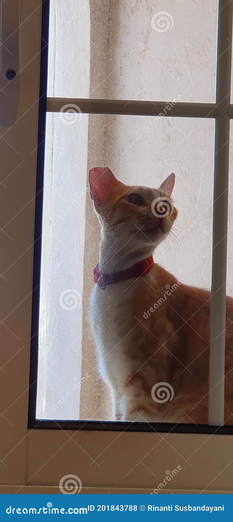 Sneaking cat by the window stock photo. Image of wood - 201843788