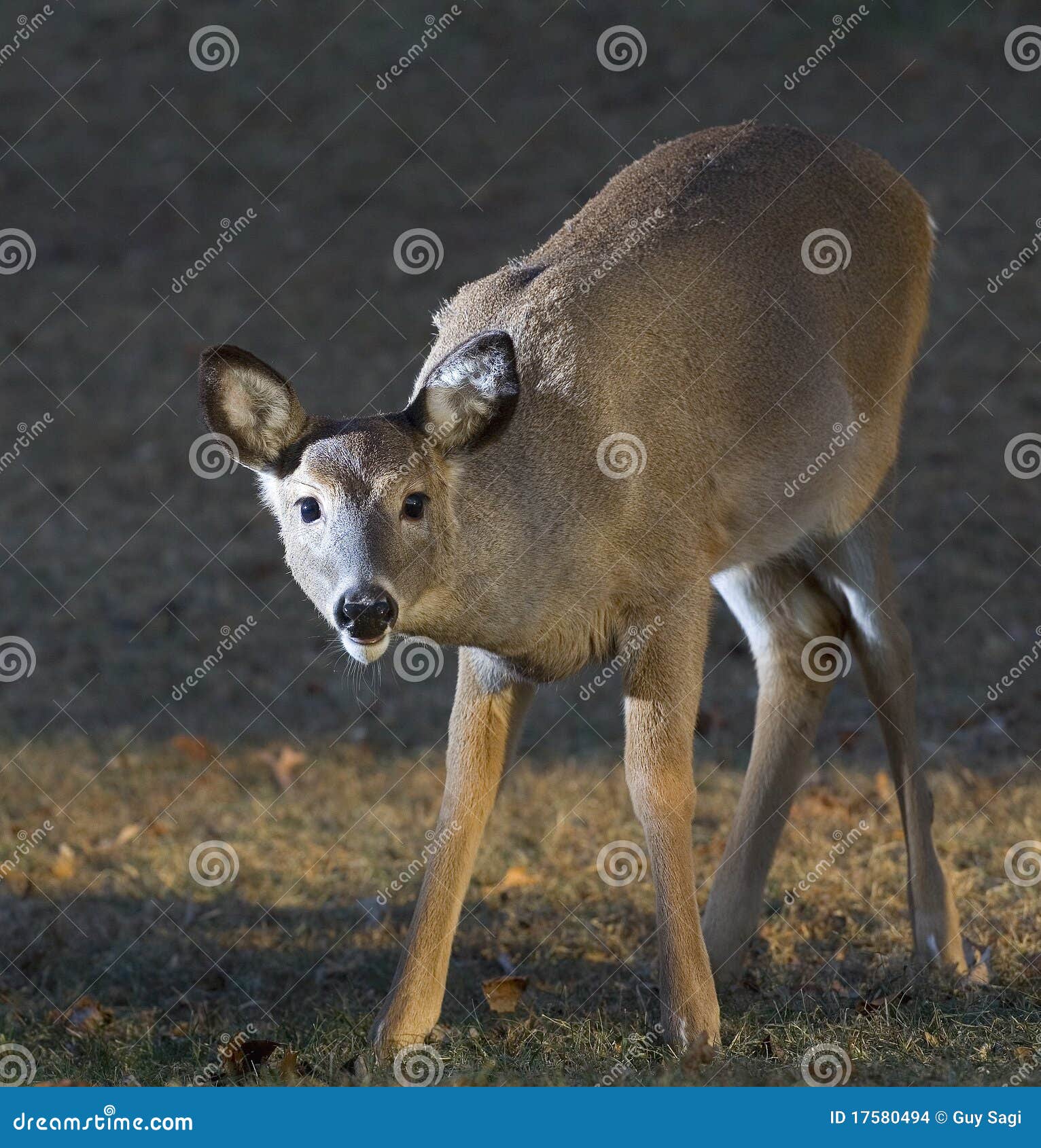 Sneaking deer stock photo. Image of whitetail, deer, autumn - 17580494