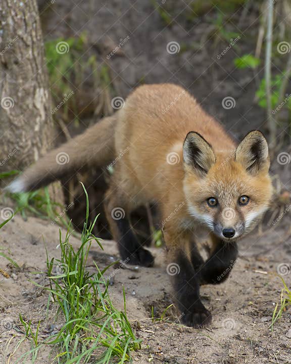 Sneaking Fox stock photo. Image of mammal, vixen, foxes - 31421436