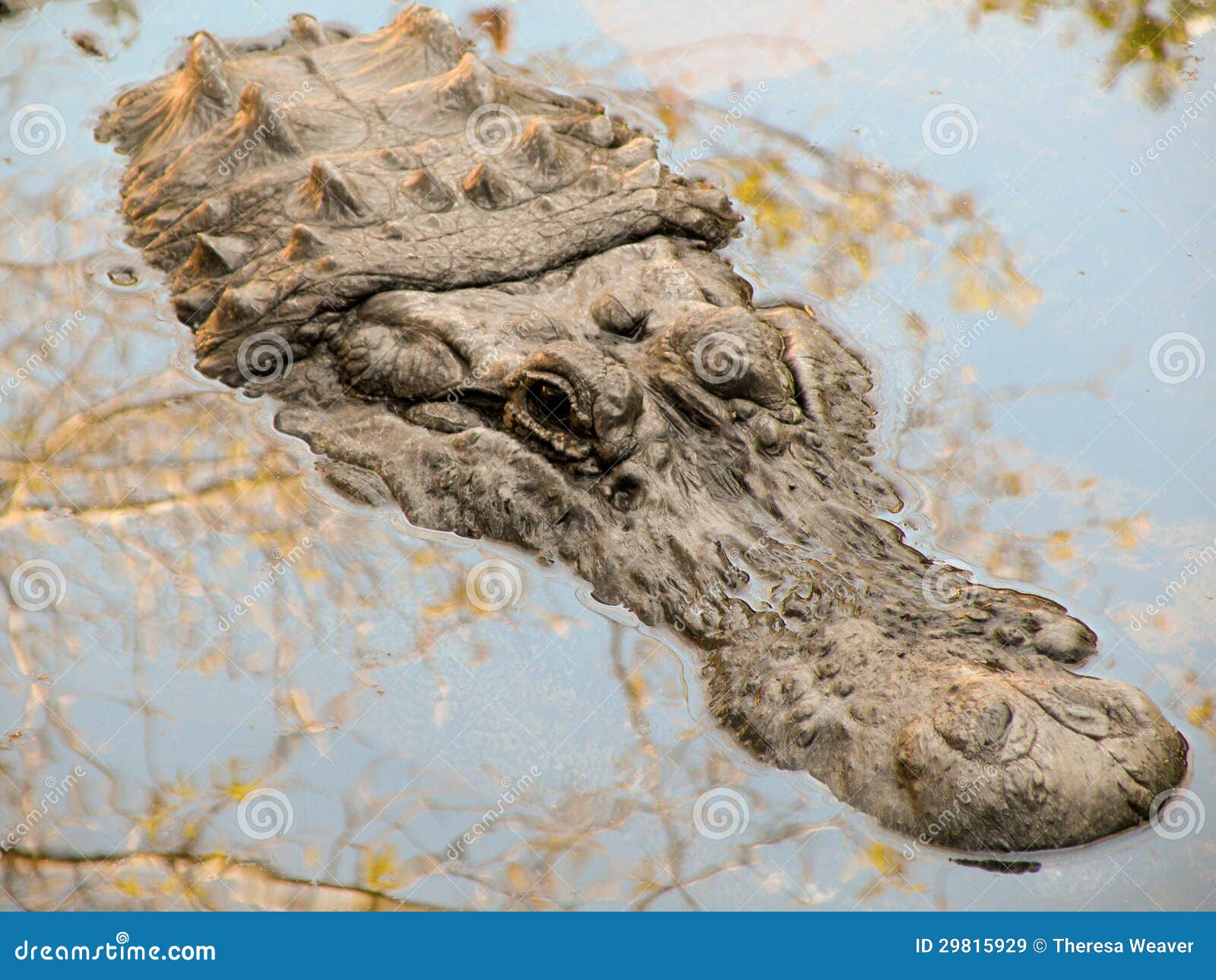 Stalking Gator stock image. Image of bayou, cold, crocodile - 29815929