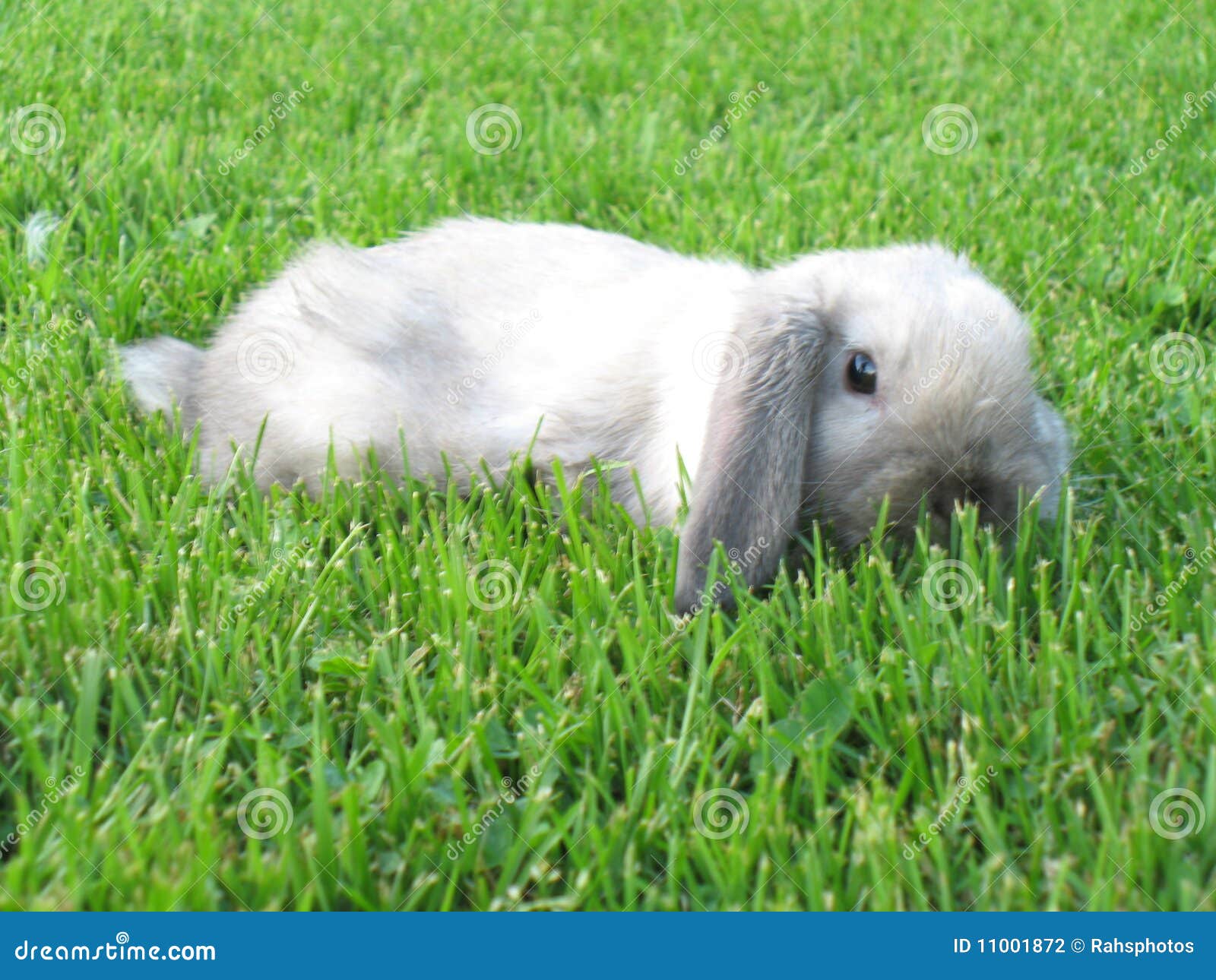 Sneaky Bunny stock photo. Image of grass, animal, rabbit - 11001872