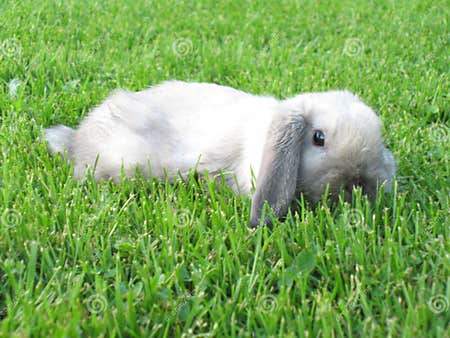 Sneaky Bunny stock photo. Image of grass, animal, rabbit - 11001872