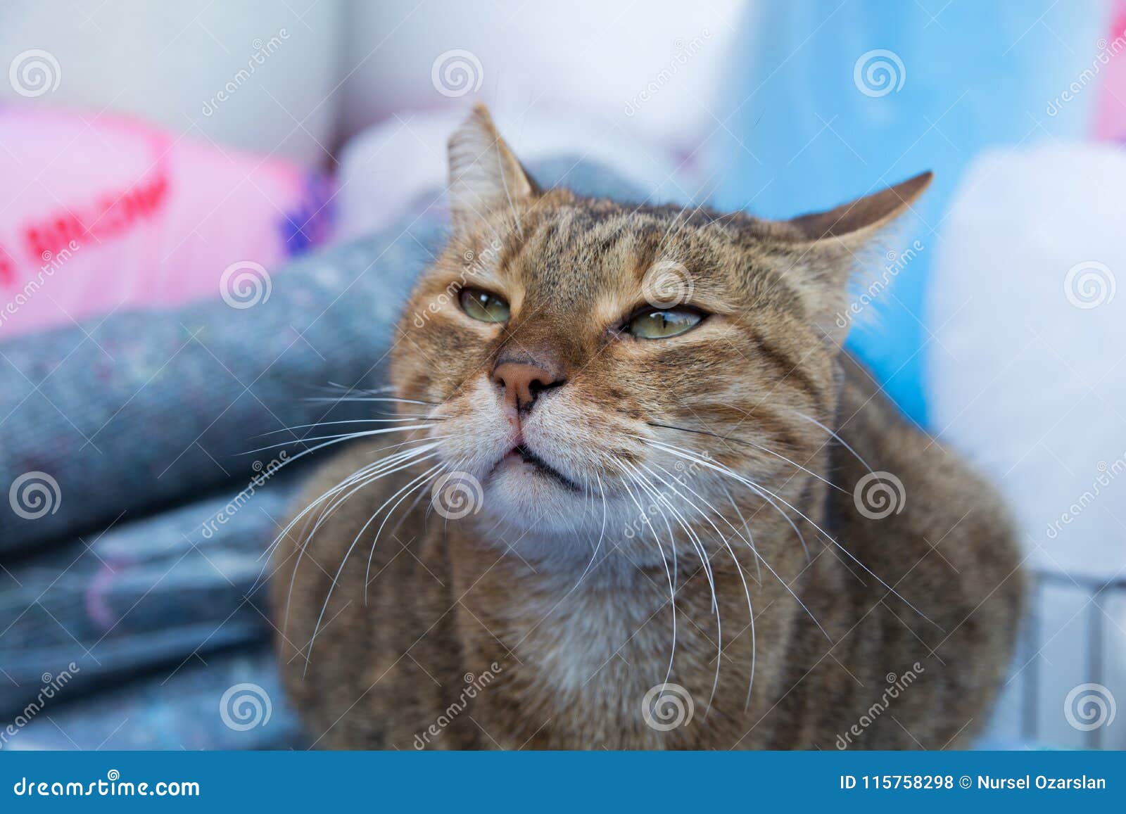 Sneaky cat stock photo. Image of close, insidious, traitor - 115758298