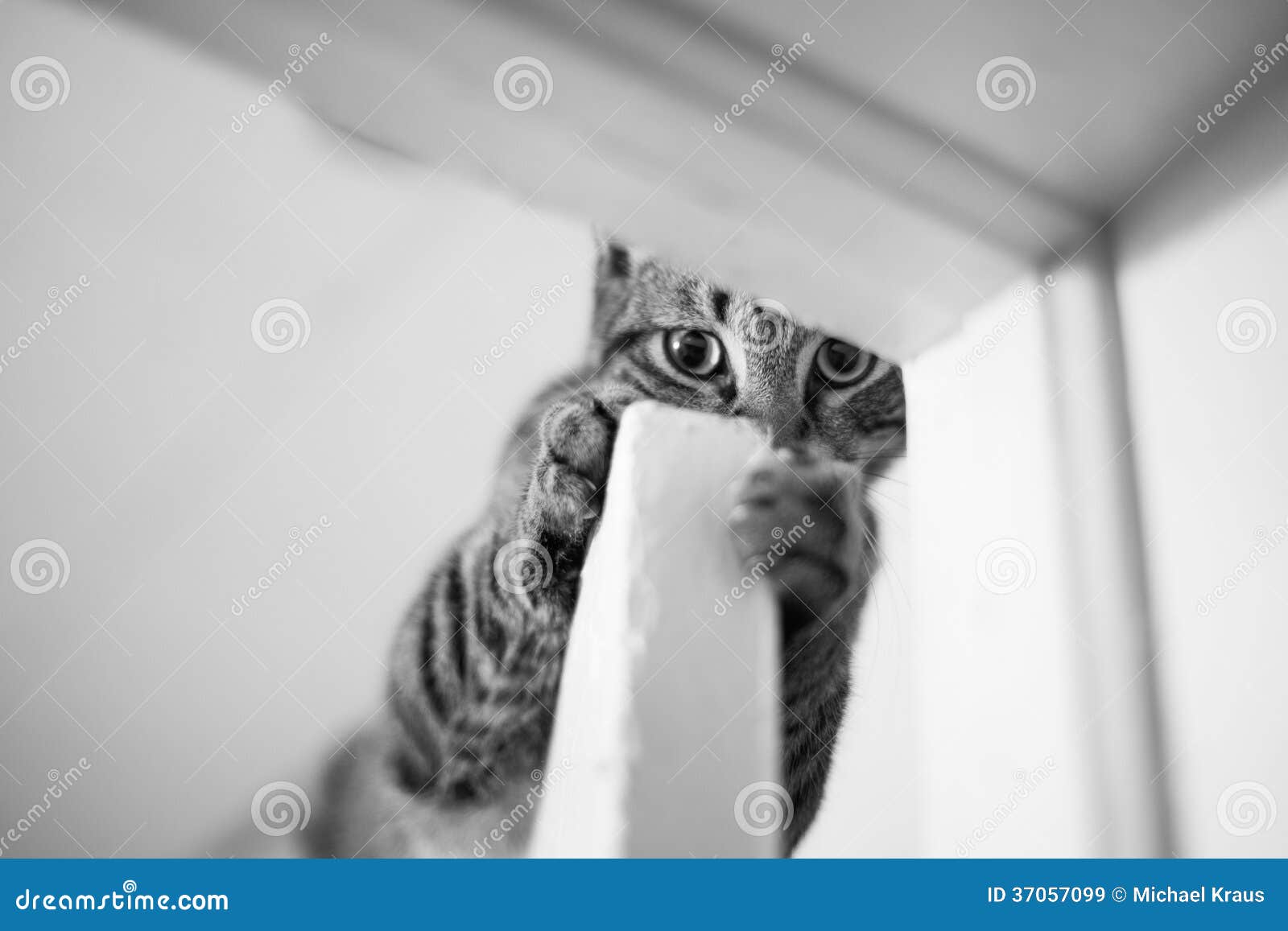 Sneaky Cat stock image. Image of white, lens, funny, sneaky - 37057099