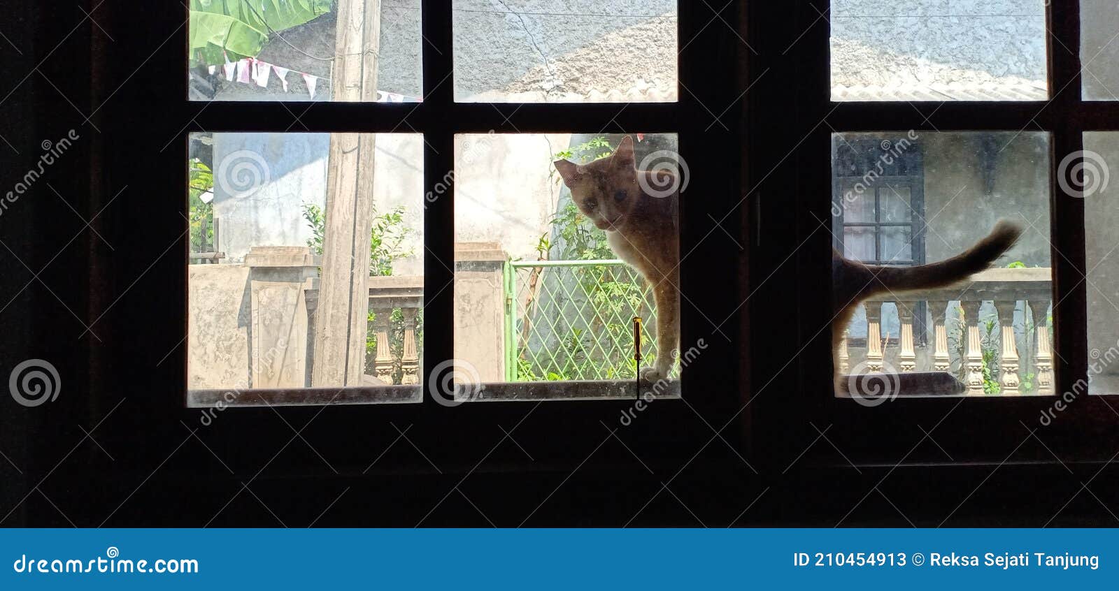 Sneaky cat stock image. Image of sneaky, sneak, orange - 210454913