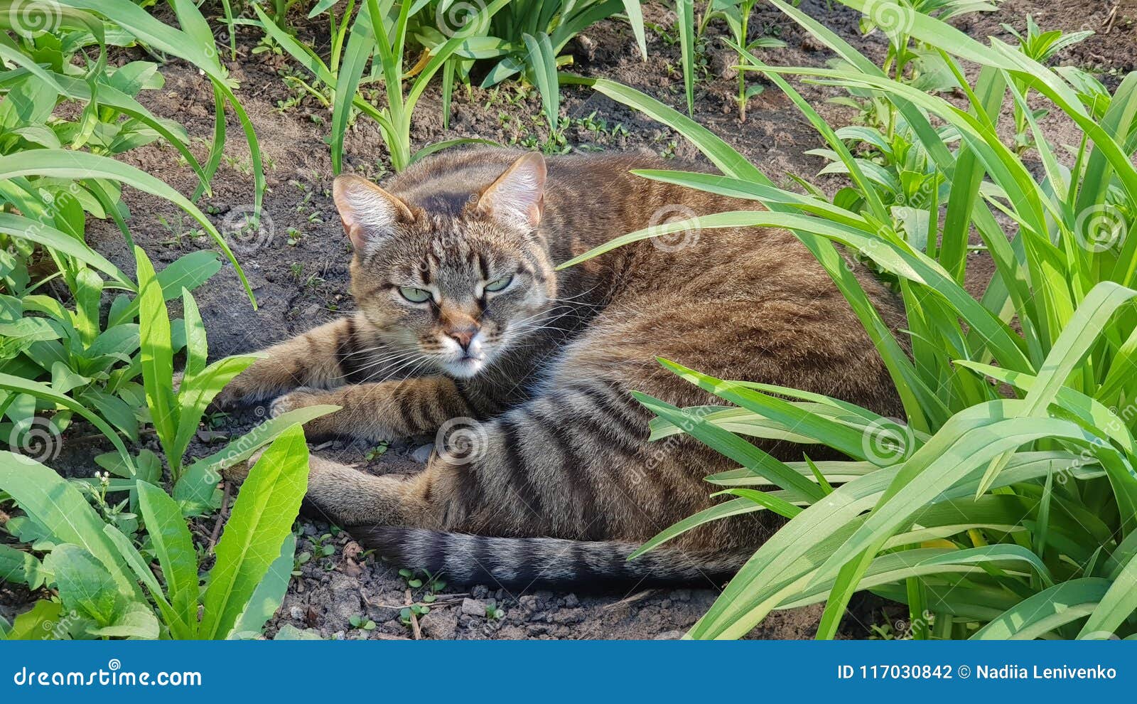 314 Sneaky Cat Photos - Free & Royalty-Free Stock Photos from Dreamstime