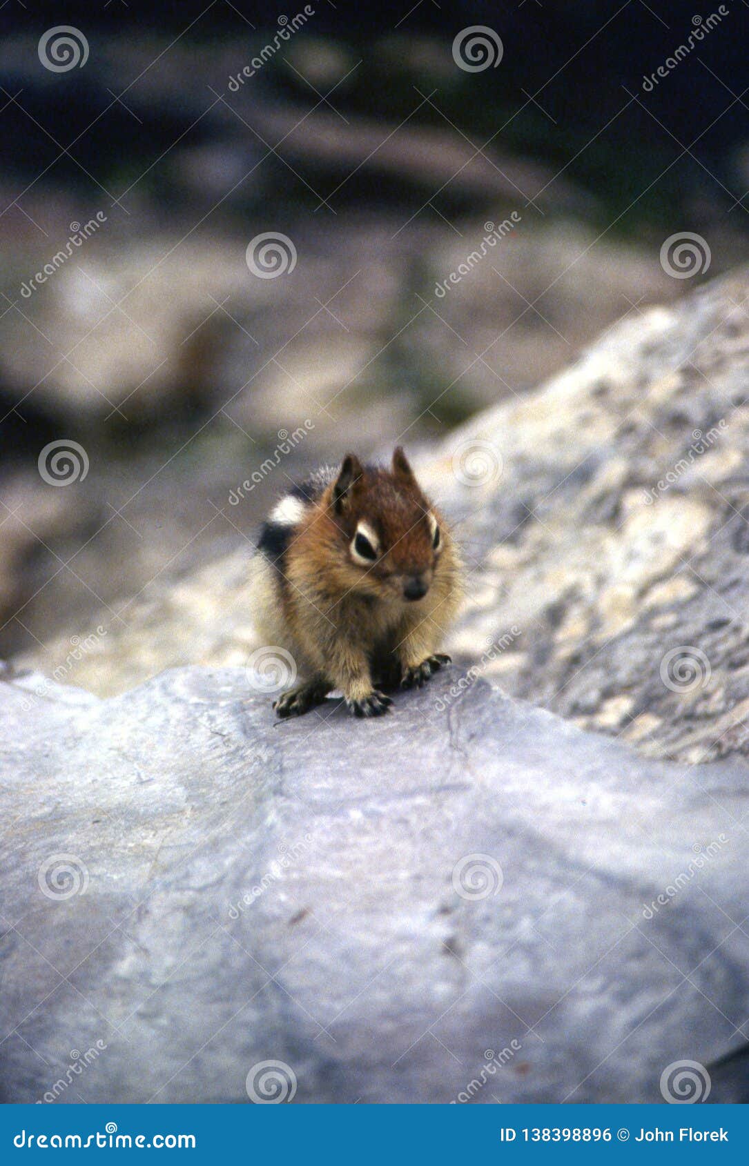 Sneaky Chipmunk Climbing on Rocks Stock Photo - Image of rocks ...