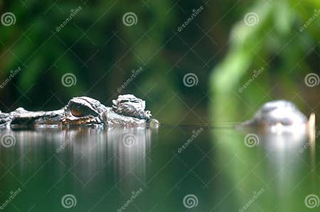 Sneaky crocodile stock photo. Image of alert, crocodile - 4070126