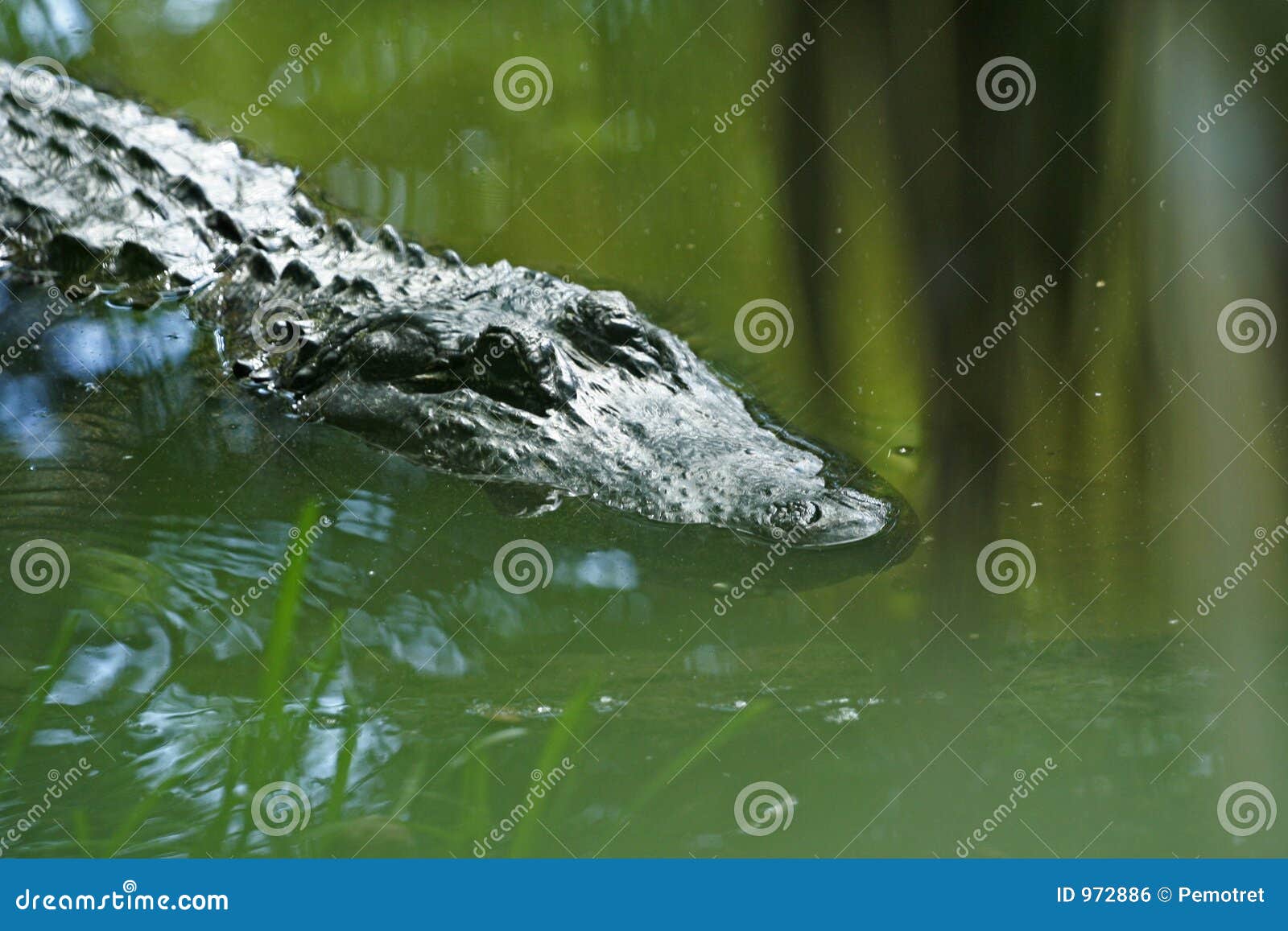 Sneaky Crocodile stock photo. Image of americano, crocodilia - 972886