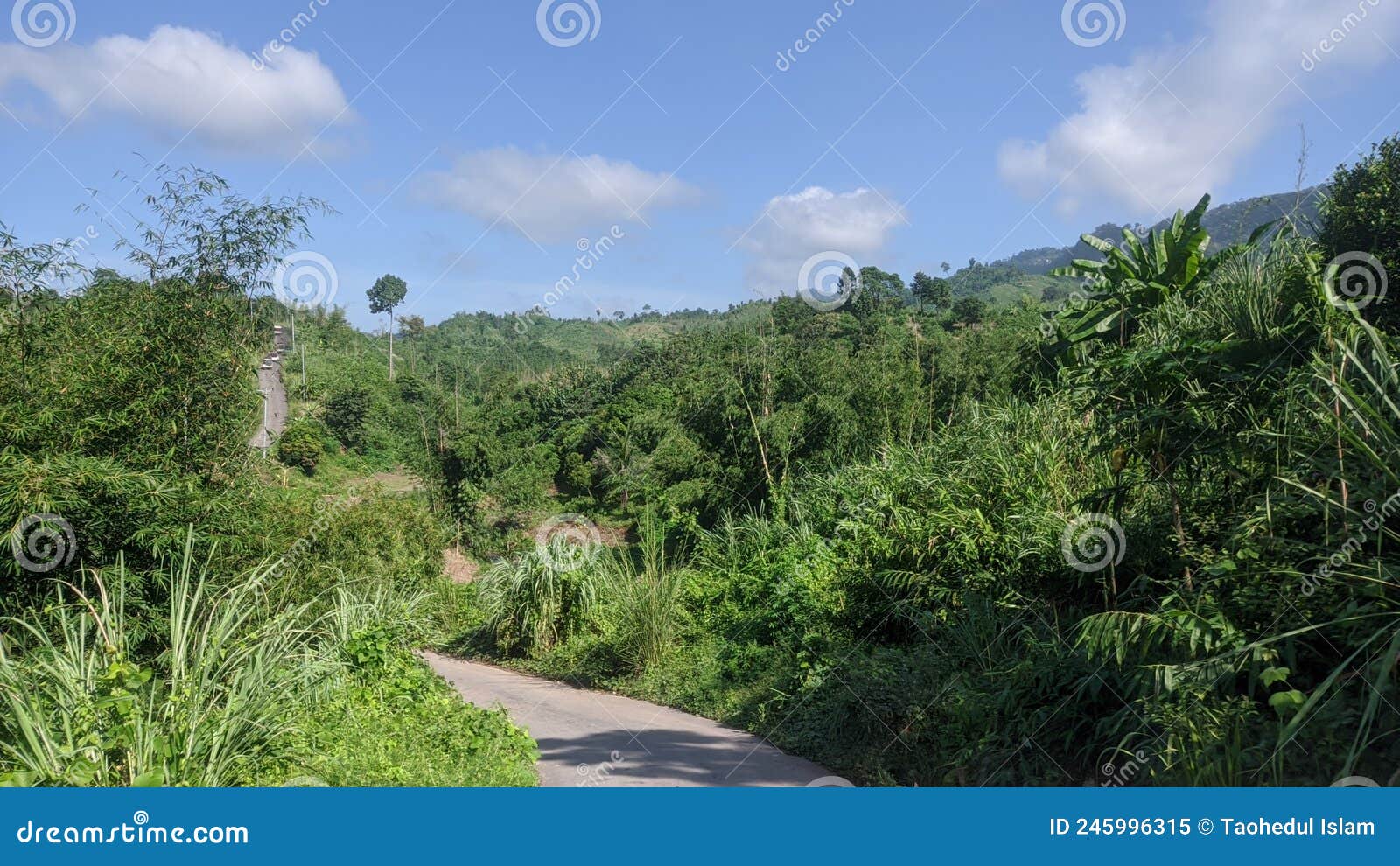 Sneaky road at hil stock image. Image of tree, shrub - 245996315
