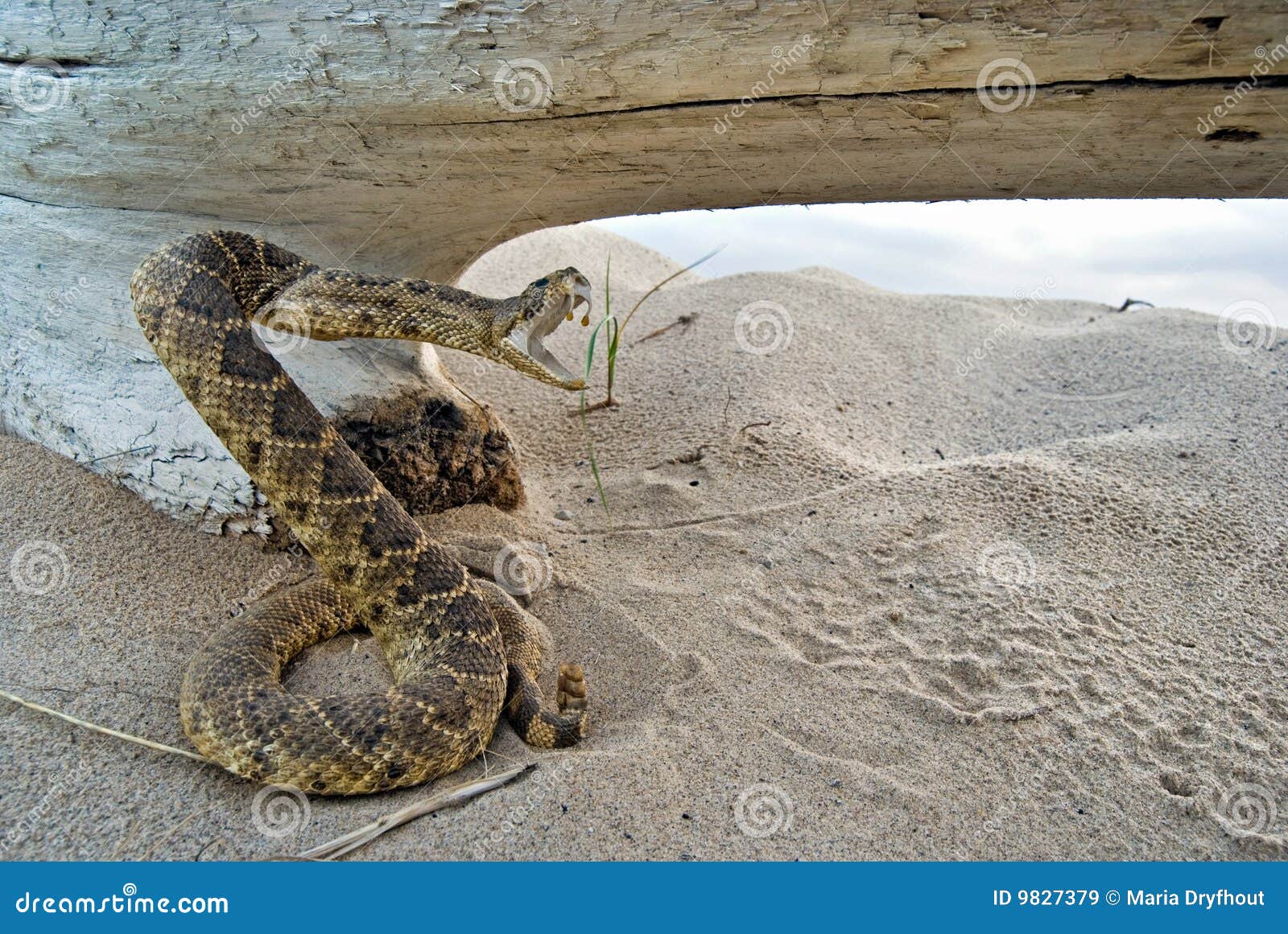 Attacking rattle snake stock image. Image of sand, uniqueness - 9827379