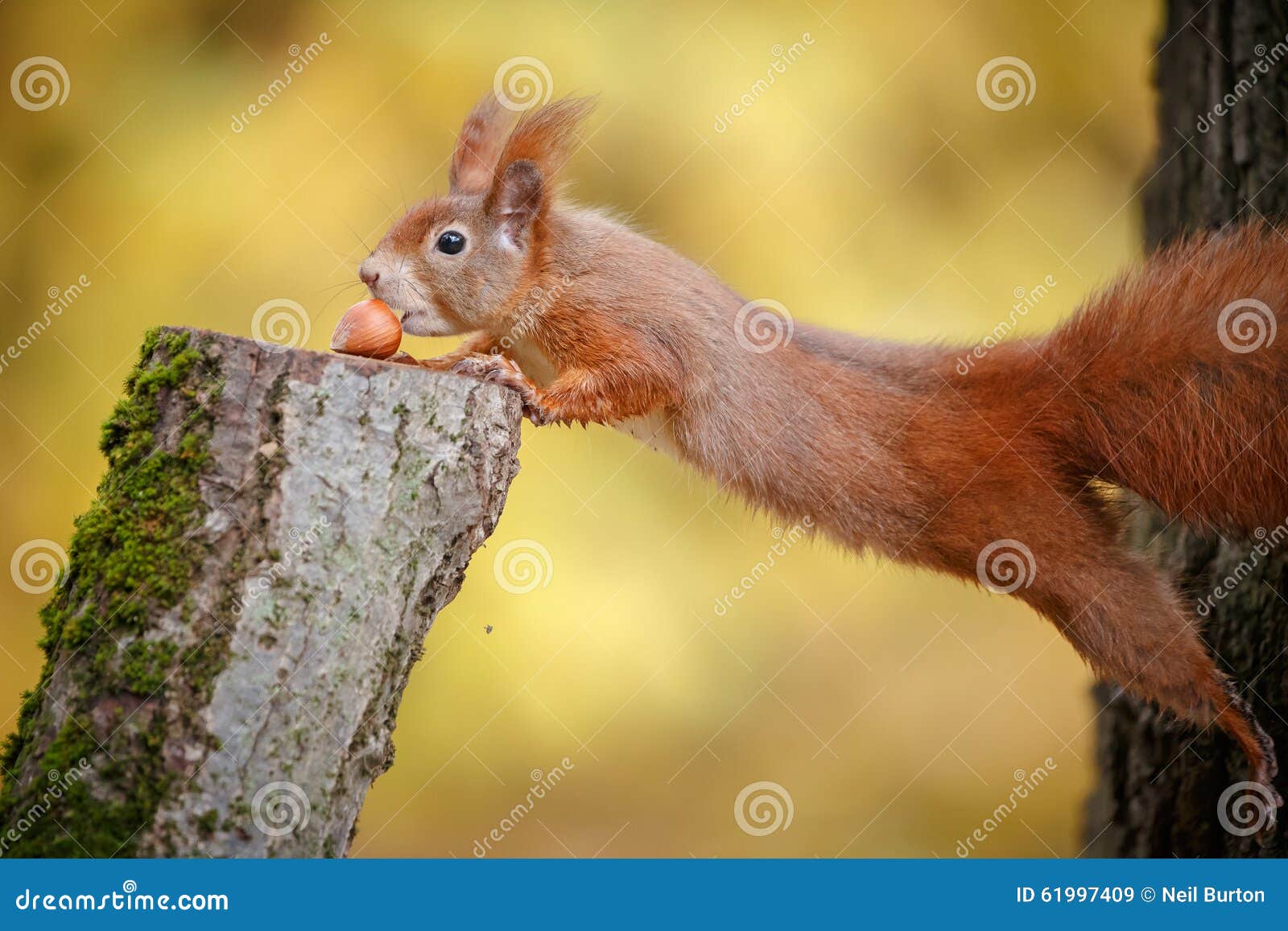 Sneaky squirrel stock image. Image of britain, rodent - 61997409