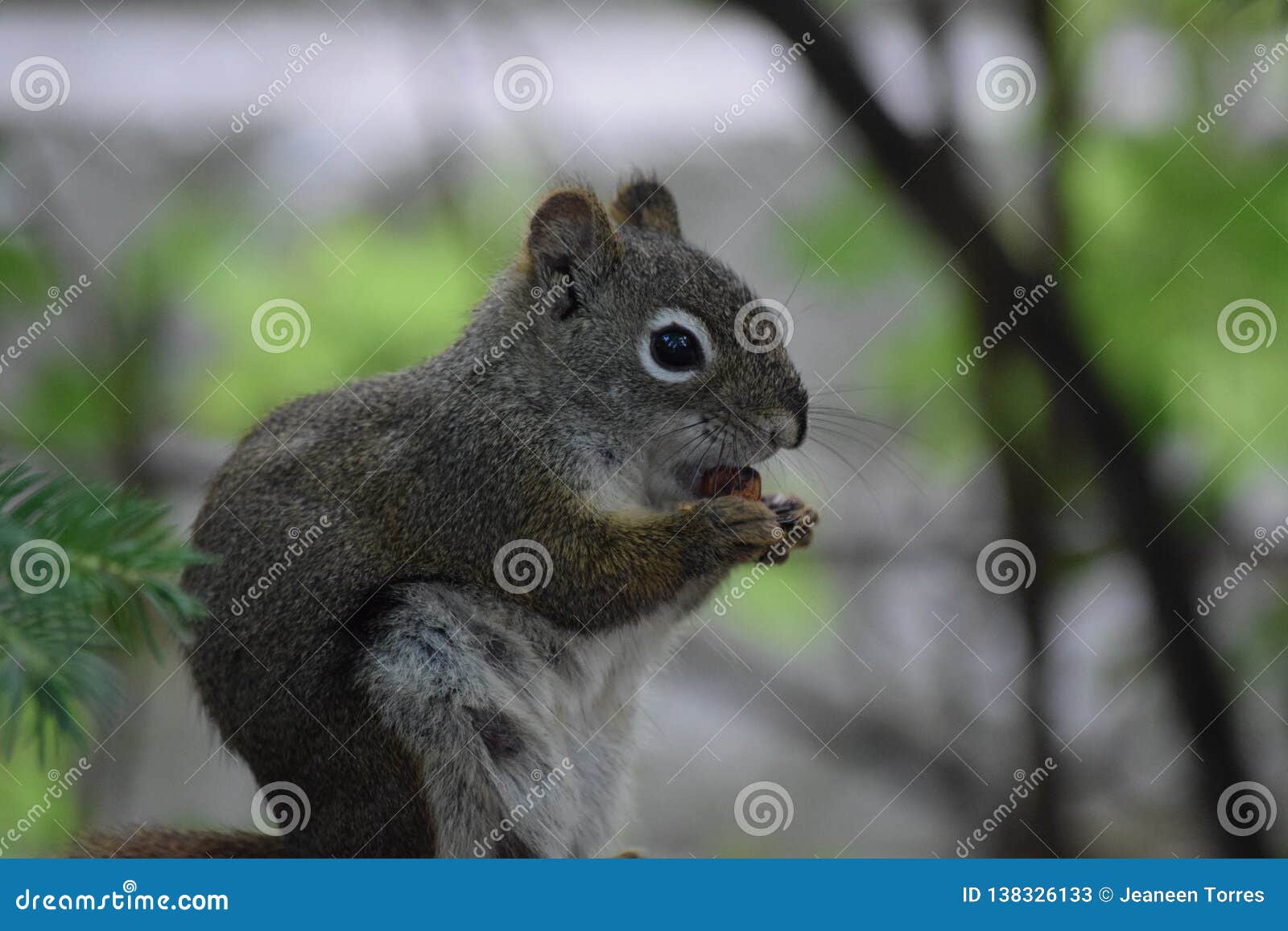 Sneaky Squirrel stock image. Image of bandit, nature - 138326133