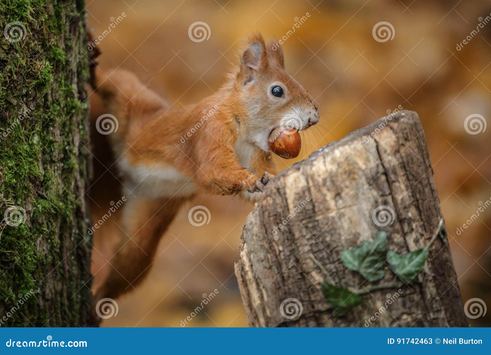 Sneaky squirrel stock image. Image of moss, tufts, tree - 91742463