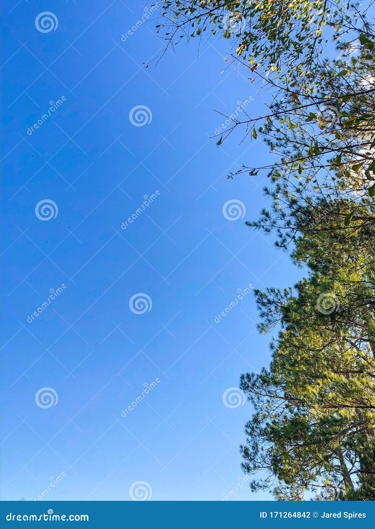 Sneaky trees stock photo. Image of sneaky, poking, tops - 171264842