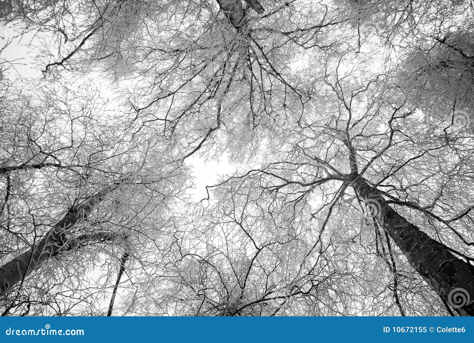 Sneeuw Bomen in De Zwart-witte Winter - Stock Afbeelding - Image of ...