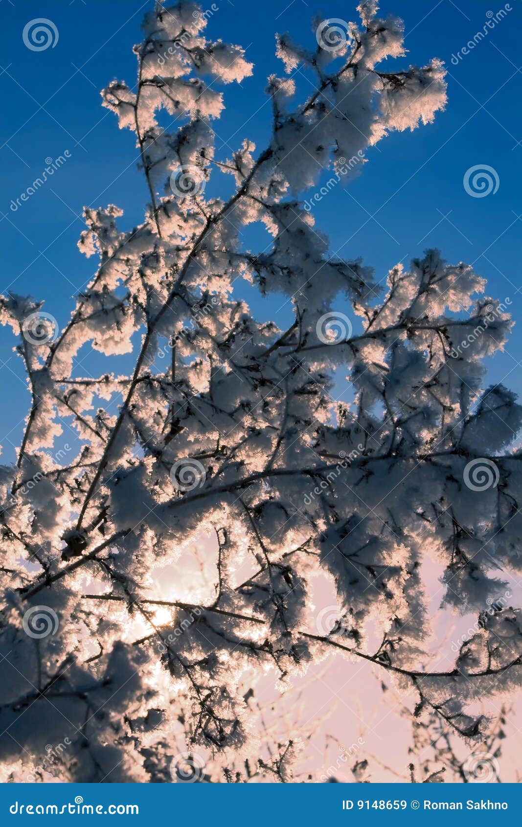 Sneeuw boom stock afbeelding. Image of buiten, silhouet - 9148659