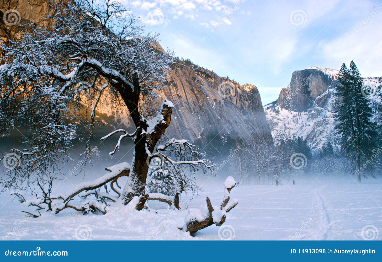 Sneeuw boom in Yosemite stock foto. Image of californië - 14913098