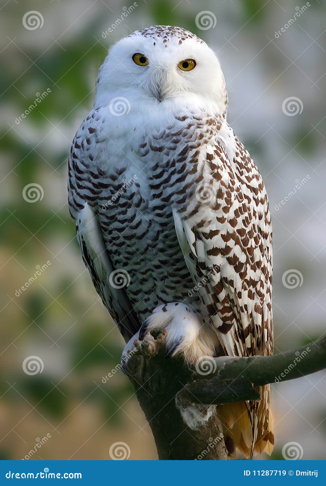 Sneeuw Uil stock afbeelding. Image of jongen, uilen, dieren - 11287719