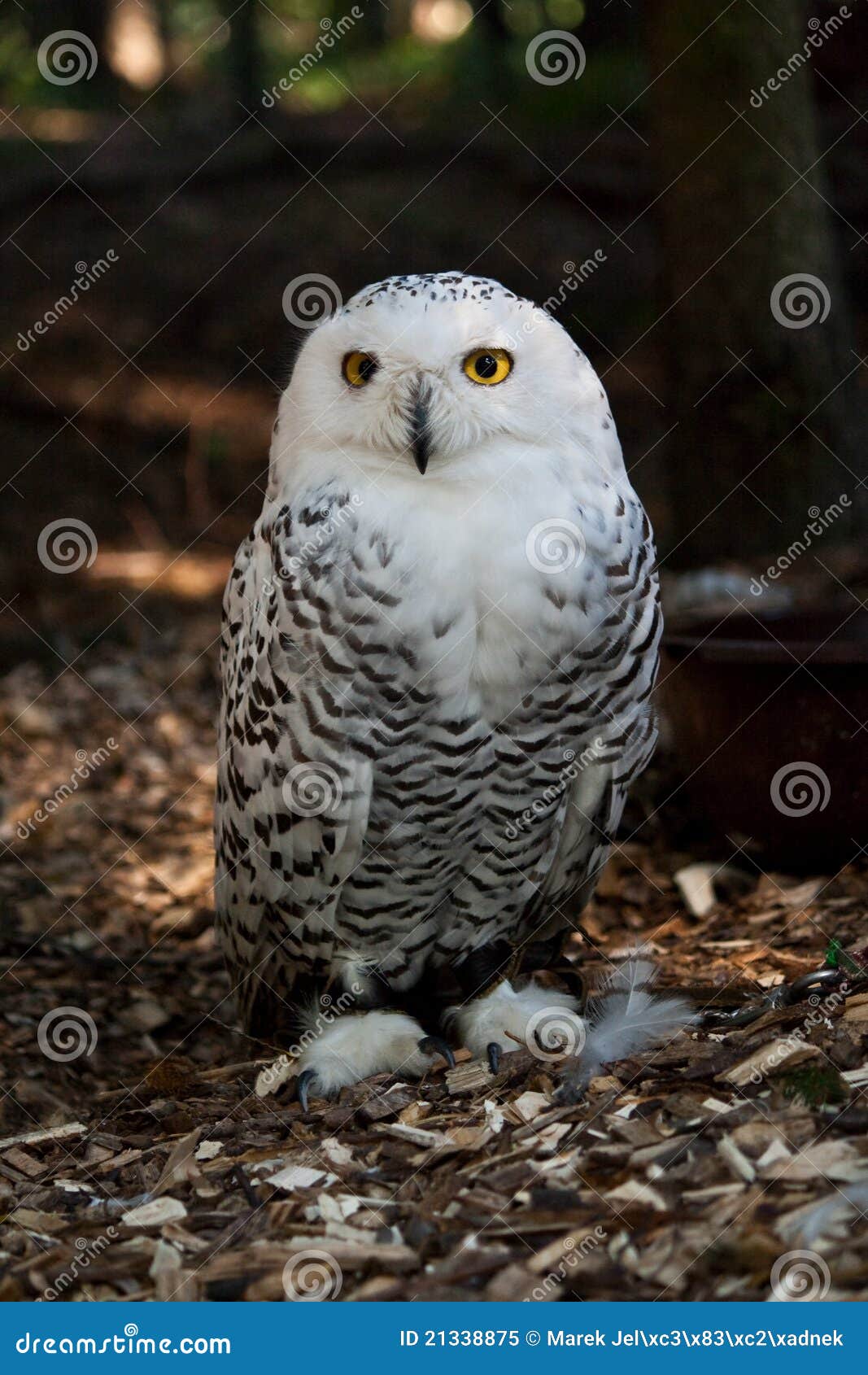 Sneeuw Uil stock afbeelding. Image of sneeuw, vogel, dier - 21338875