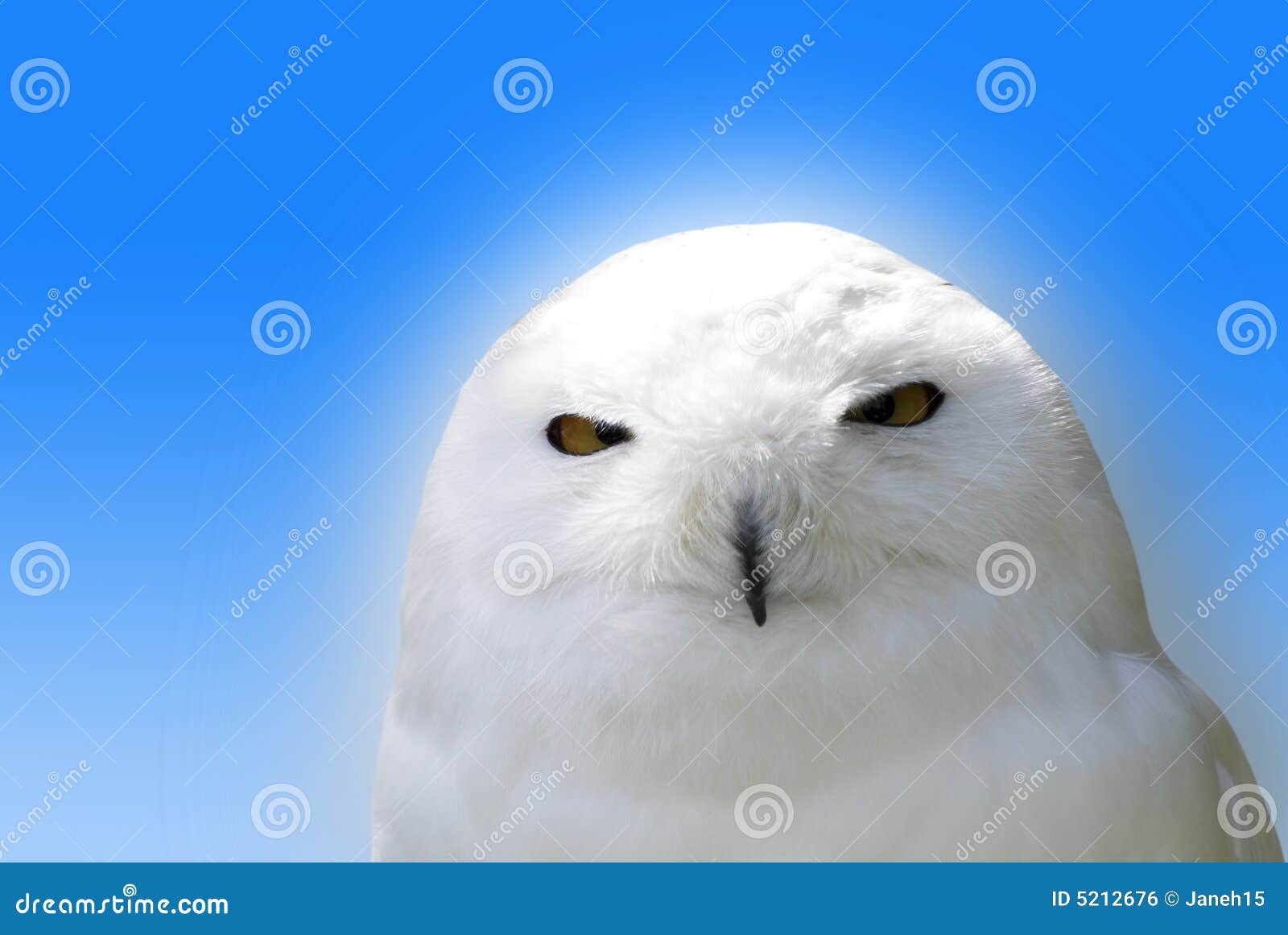 Sneeuw witte uil stock foto. Image of veer, wijsheid, wild - 5212676