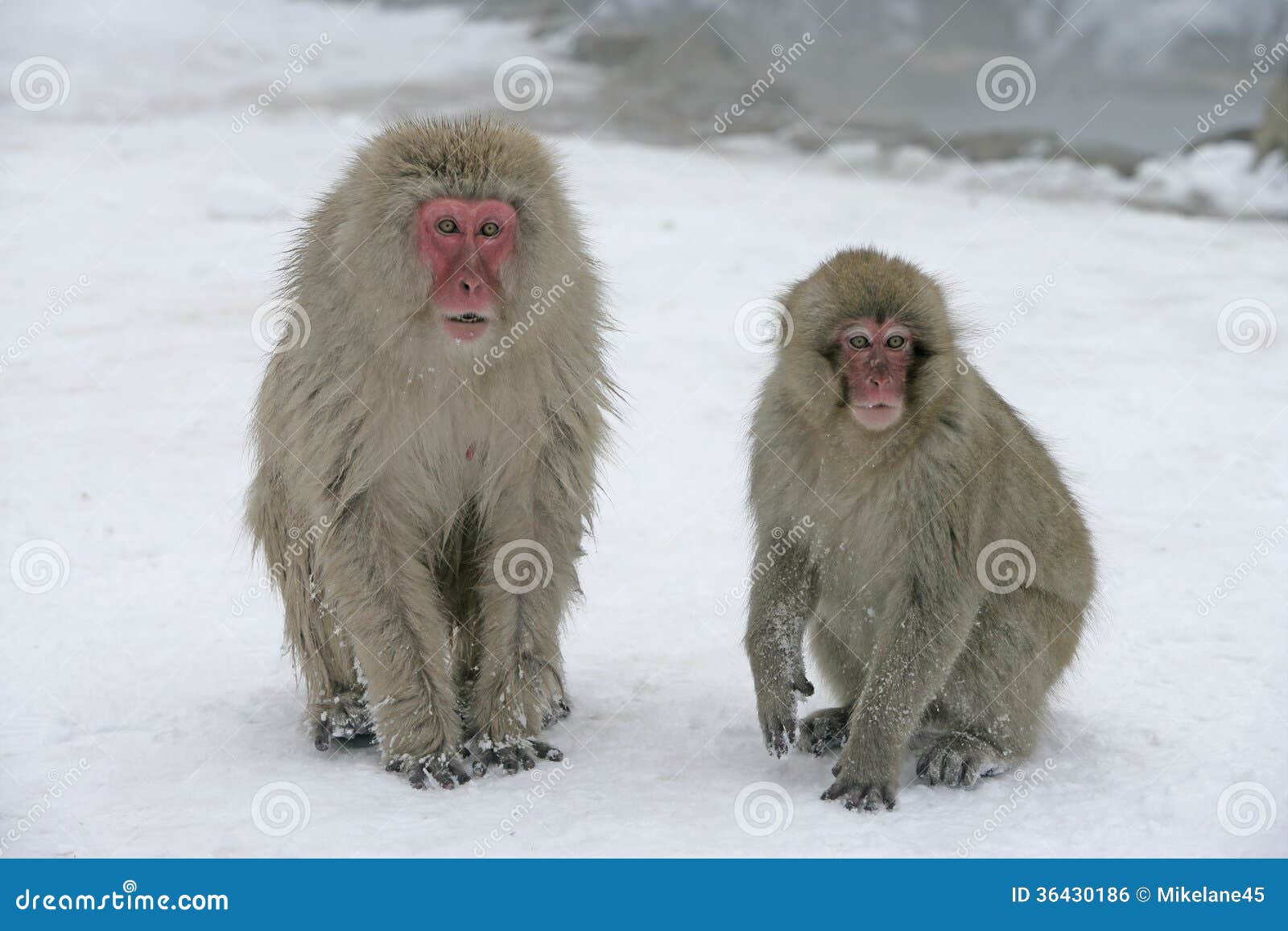 Sneeuwaap of Japanse Macaque, Macaca-fuscata Stock Foto - Image of ...