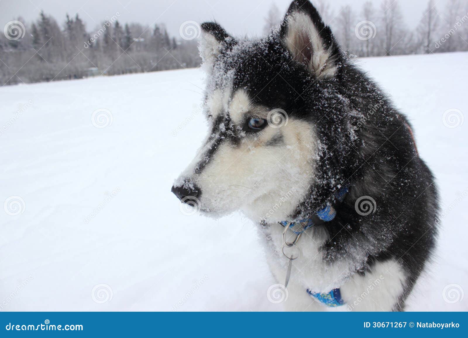 Sneeuwhond stock afbeelding. Image of zitting, dieren - 30671267