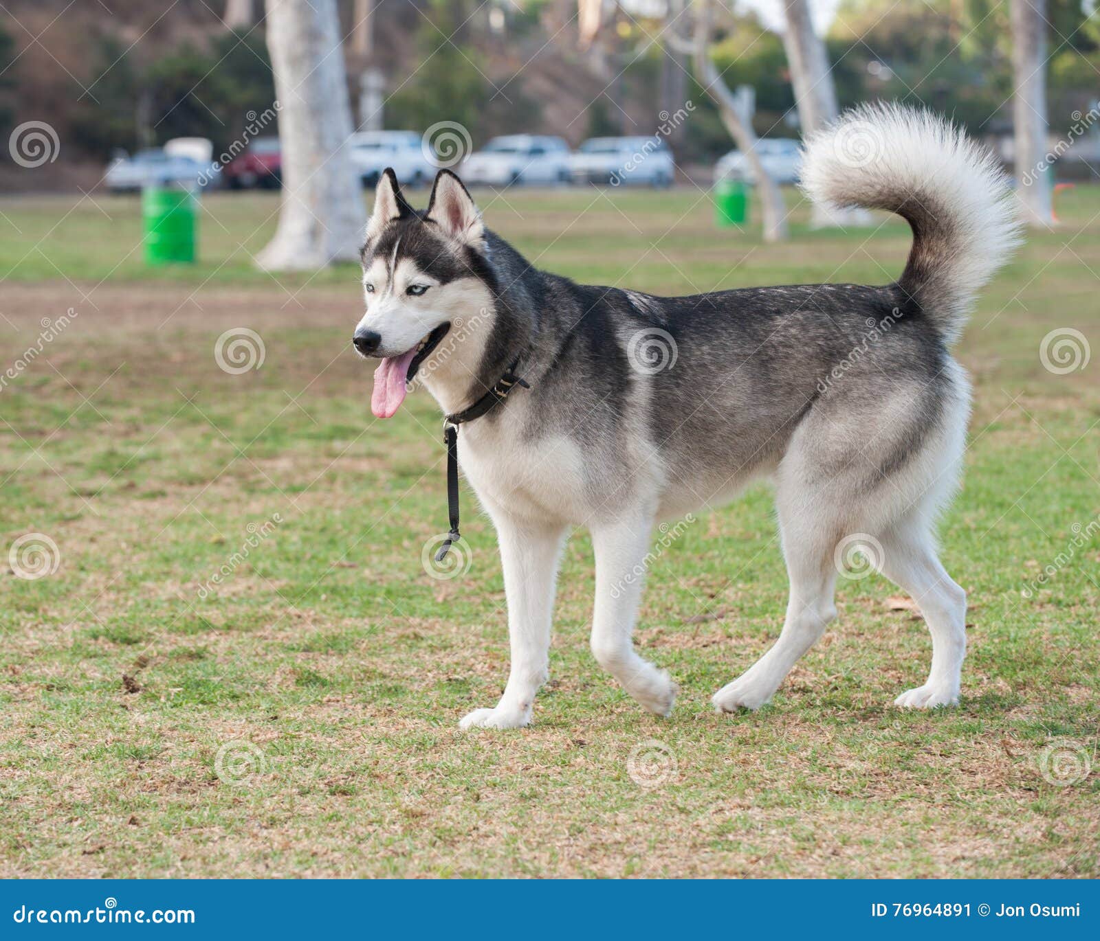 Sneeuwhond Het Spelen Bij Park Stock Afbeelding - Image of huisdier ...