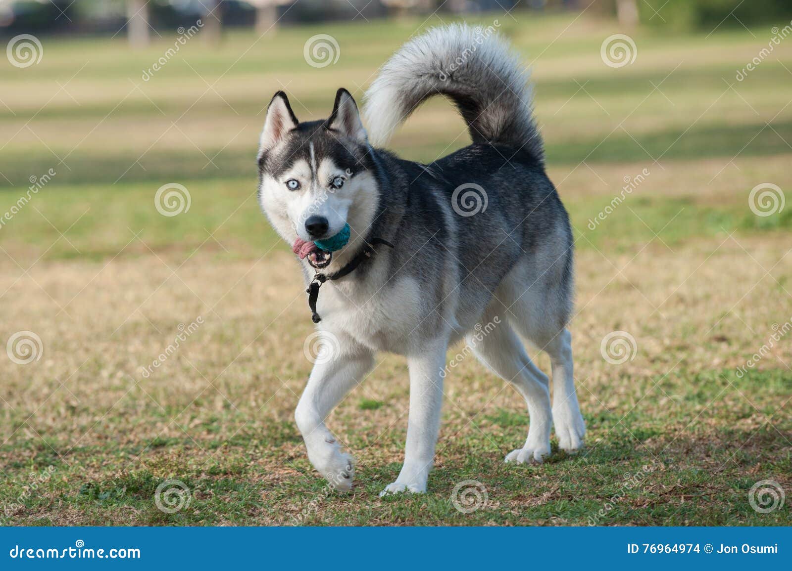 Sneeuwhond Met Blauwe Ogen Bij Park Stock Foto - Image of spel, park ...