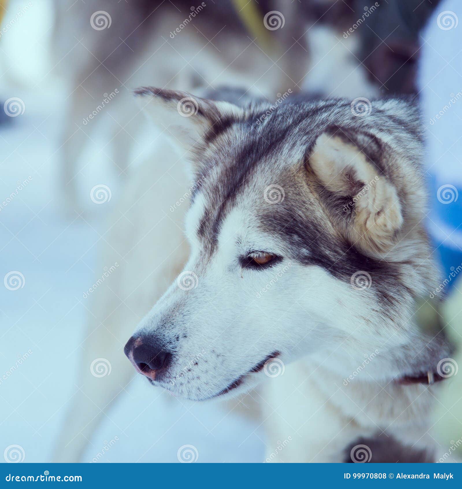 Sneeuwhonden stock foto. Image of laag, trekking, alaskan - 99970808