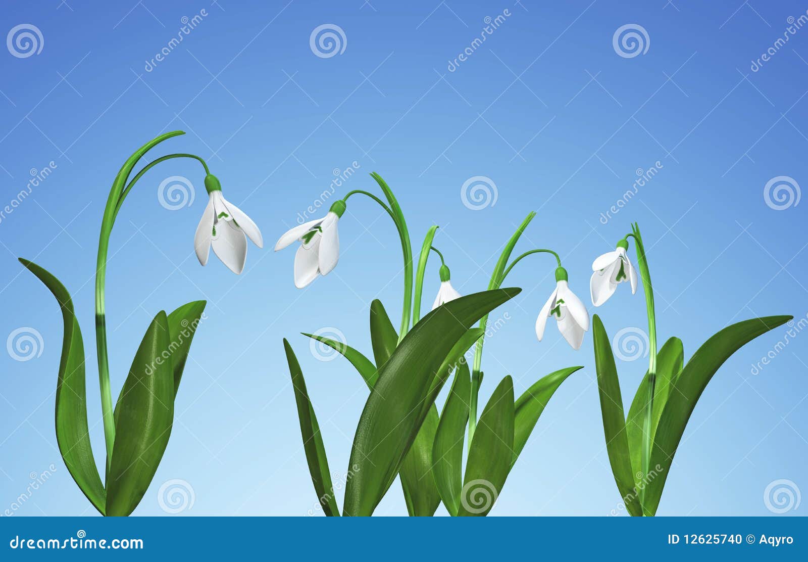 Sneeuwklokjes Op Blauwe Achtergrond. Stock Illustratie - Illustration ...