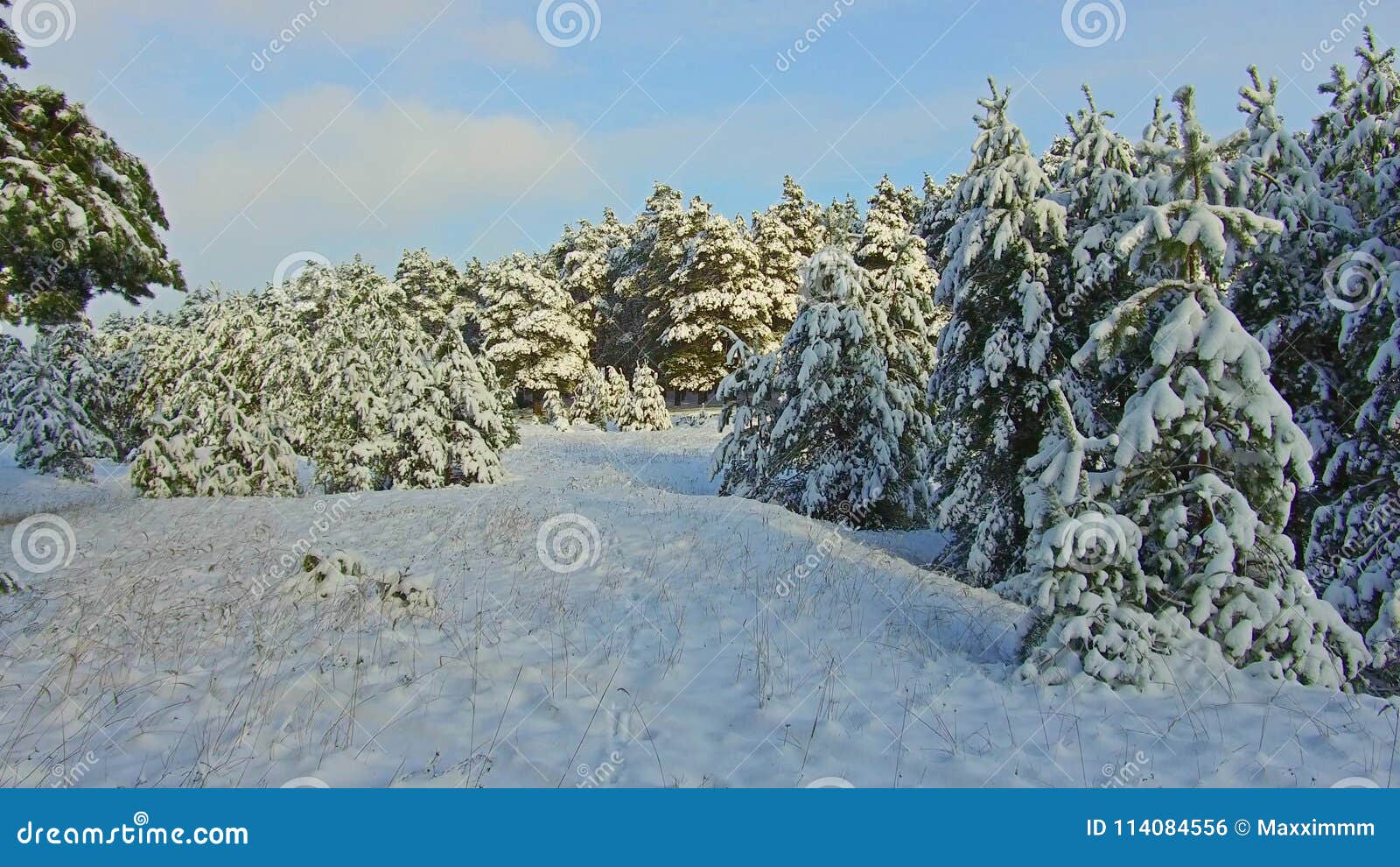 Sneeuwval in Het Bospark De Winterlandschap in Snow-covered Park Zware ...
