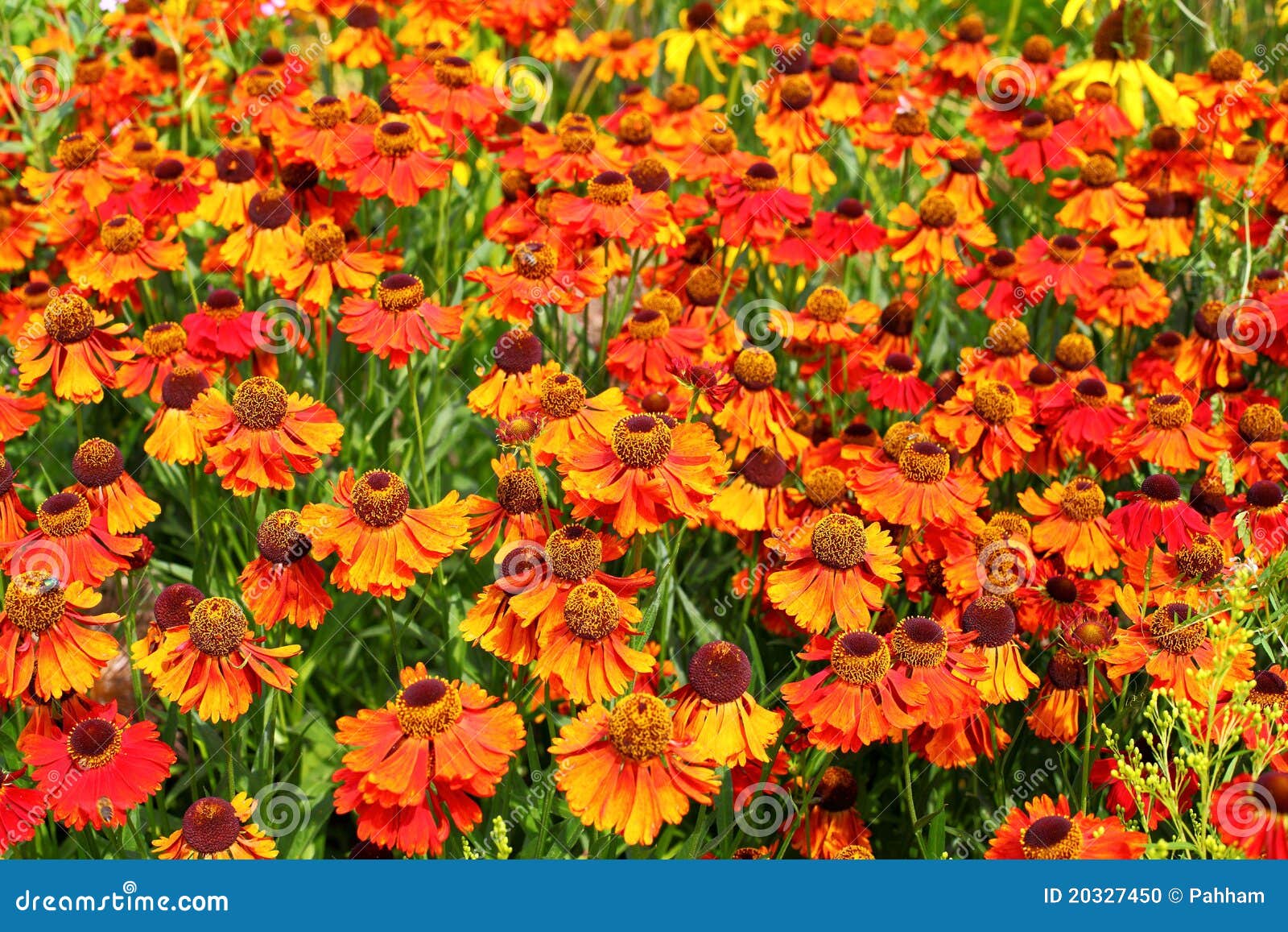 Sneezeweed - Helenium Autumnale Stock Photo - Image of field, color ...