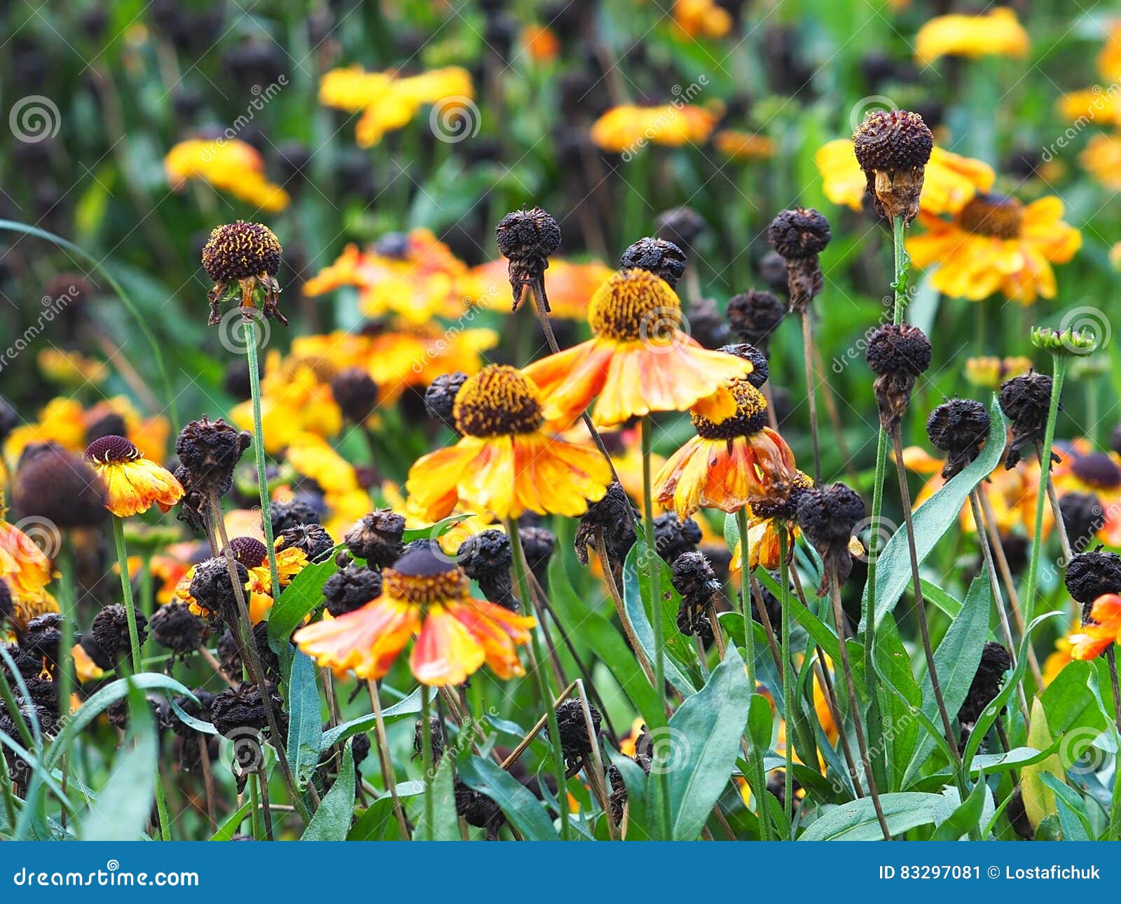 Sneezeweed or Helenium Autumnale Stock Image - Image of flowers ...