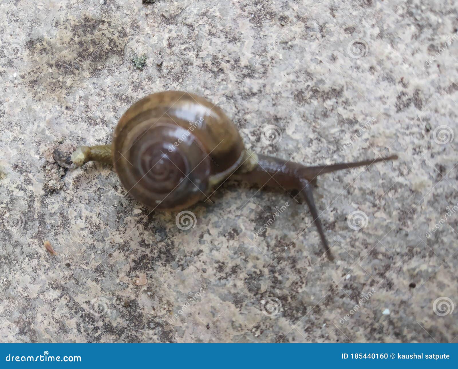 Indian Snell Stock Photos - Free & Royalty-Free Stock Photos from ...