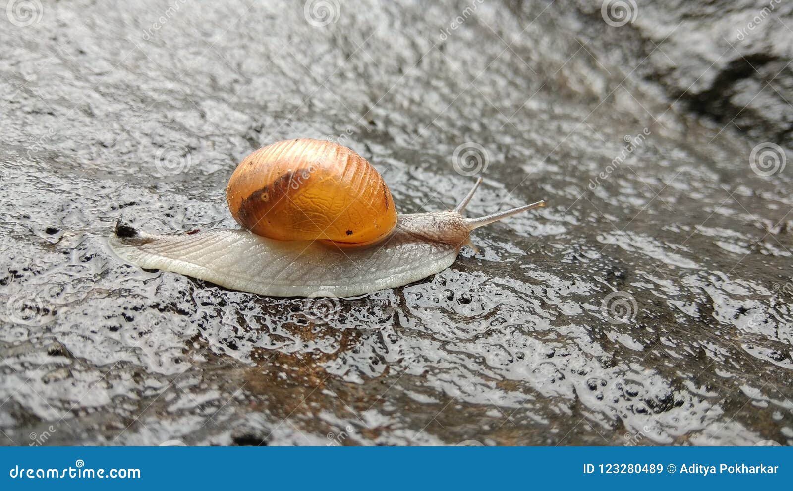 Snell stock image. Image of shell, small, snell, insects - 123280489