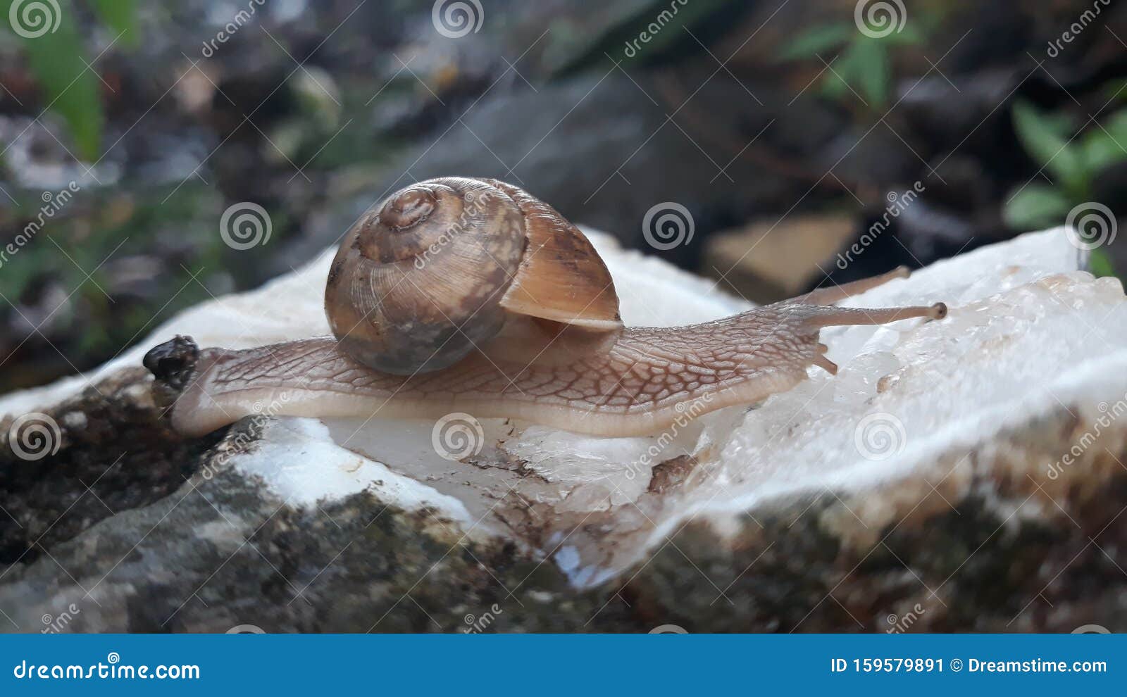 Snell stock image. Image of snell, nature, balirajashelar - 159579891