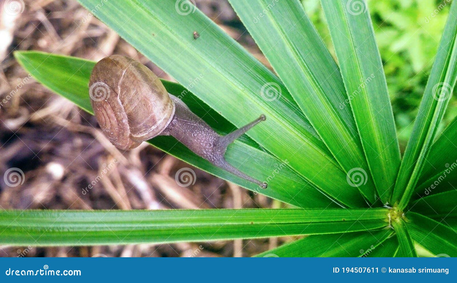 Snell stock image. Image of invertebrate, plant, animal - 194507611