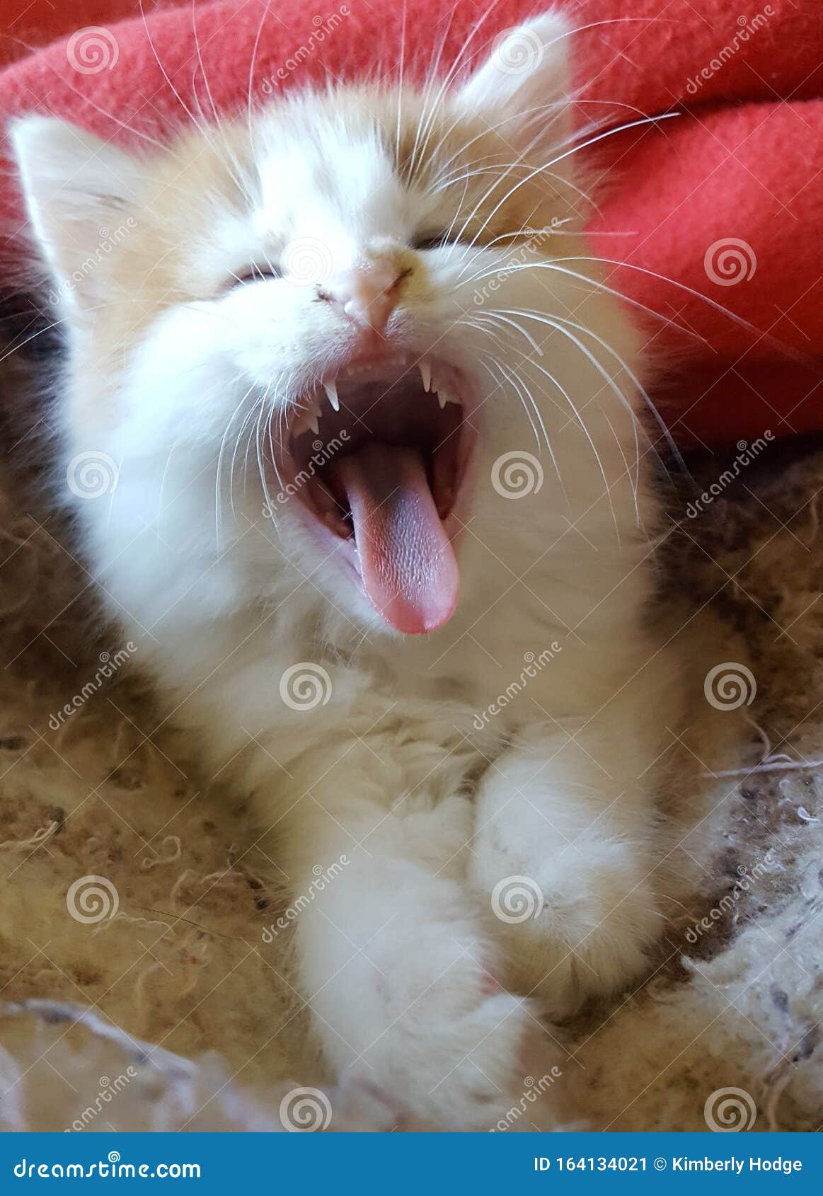 Snickers stock image. Image of cute, snickers, yawning - 164134021