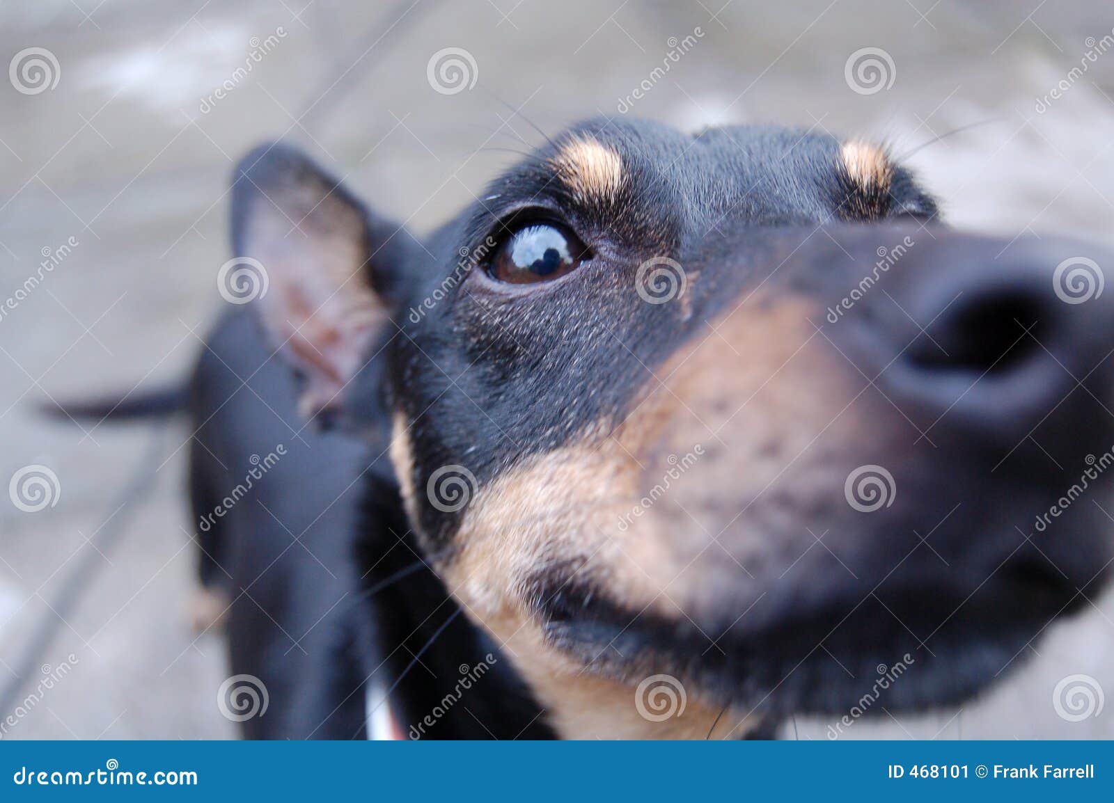 Sniff Picture. Image: 468101