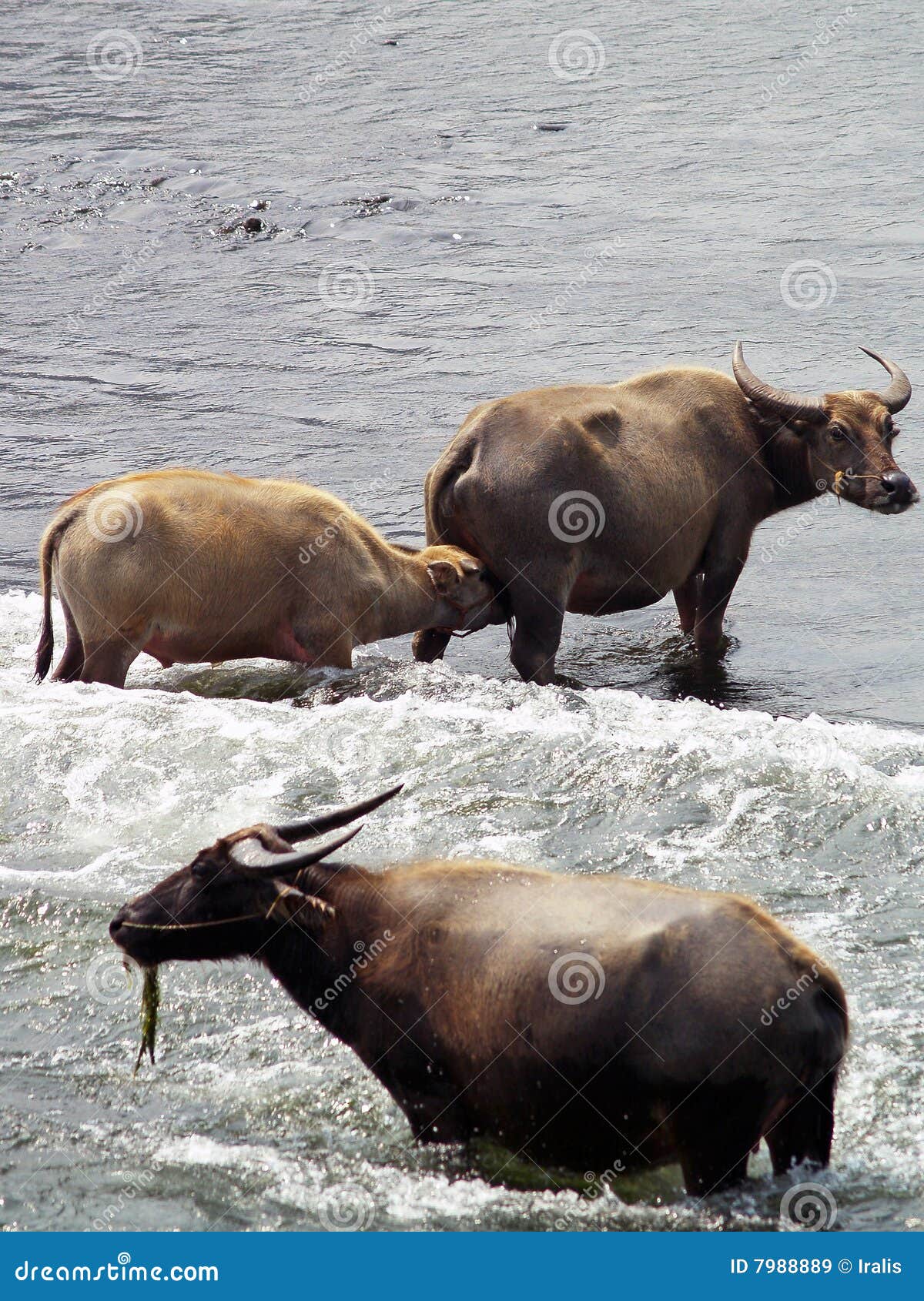 Sniff sniff stock image. Image of animals, river, sniffing - 7988889