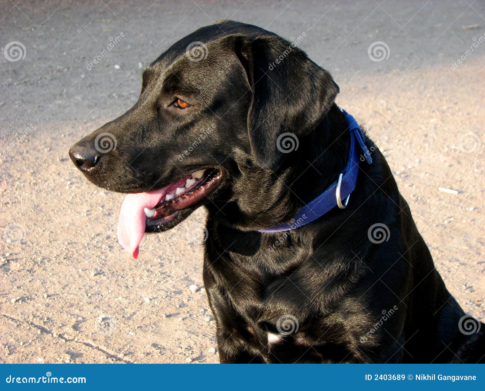 Sniffer Dog stock image. Image of look, attentive, police - 2403689