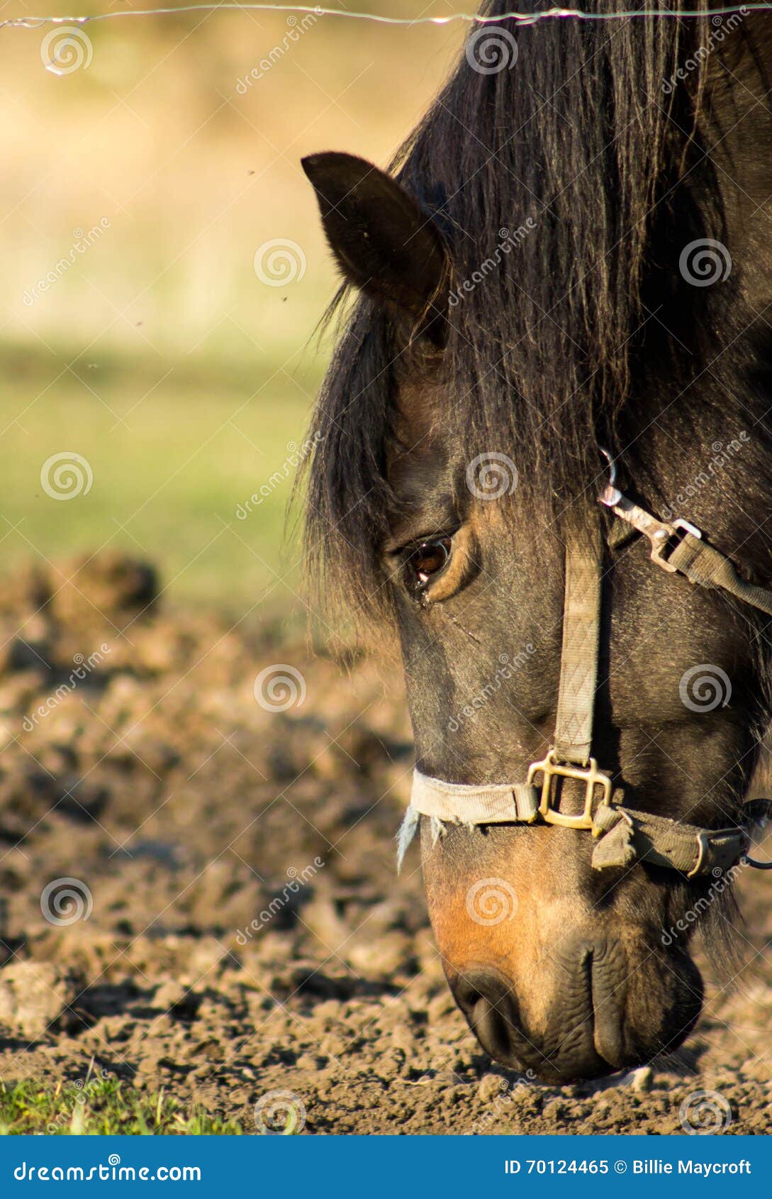 Sniffing Around stock image. Image of pretty, ground - 70124465