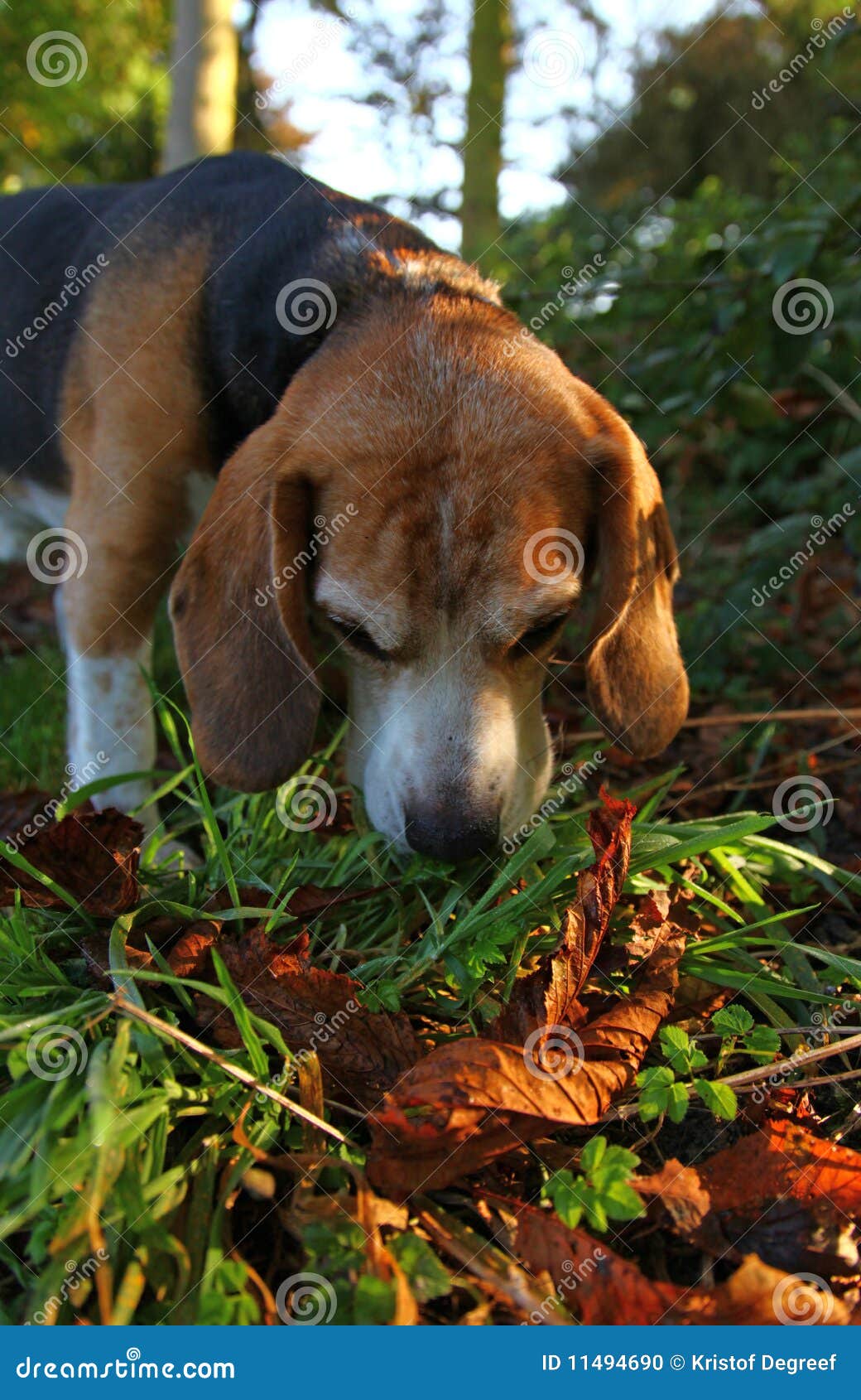 Sniffing beagle stock photo. Image of animal, fetch, looking - 11494690