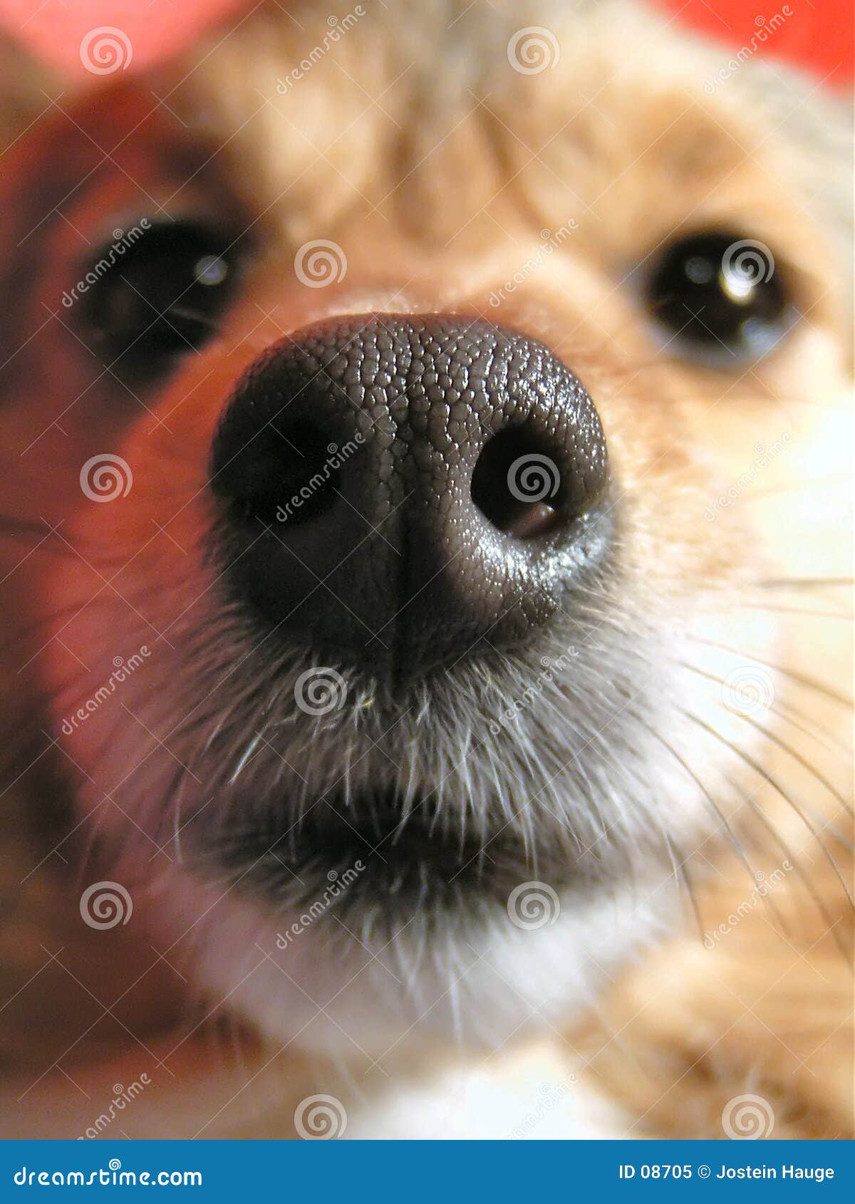 Sniffing the camera stock image. Image of sheepdog, nose - 8705