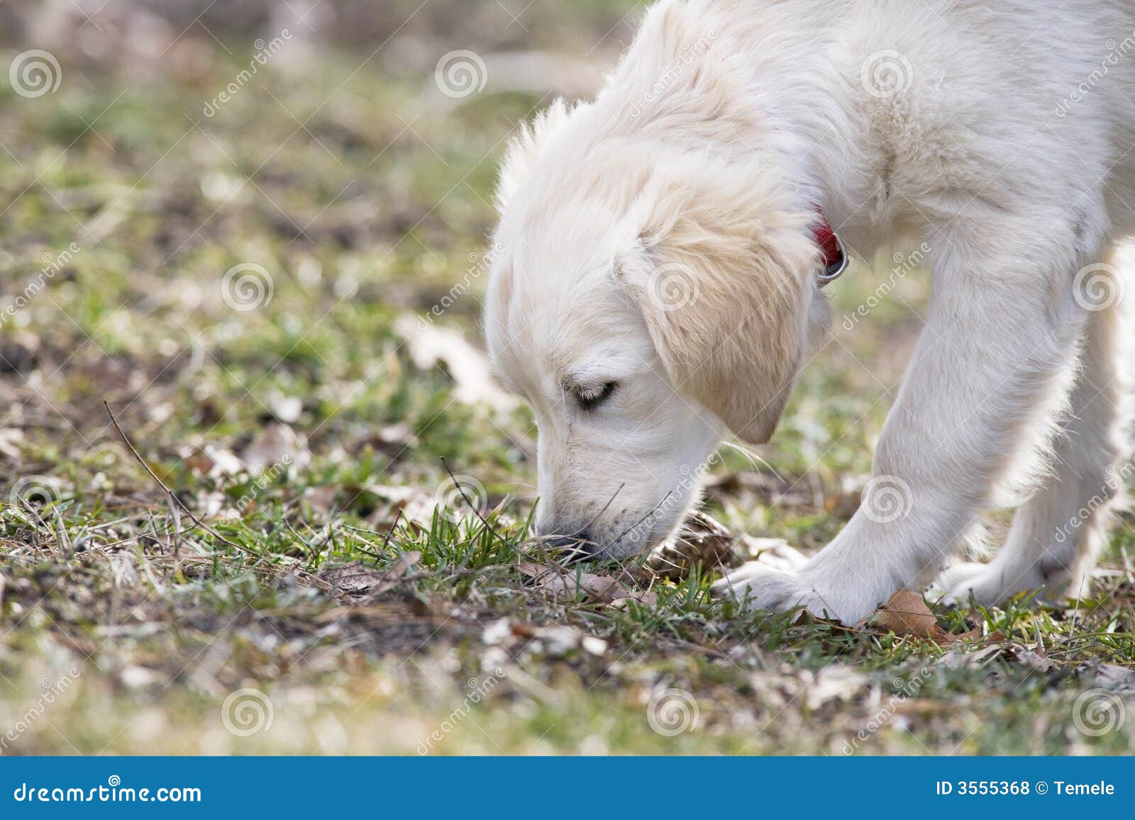 Sniffing Dog stock photo. Image of play, walk, ramble - 3555368